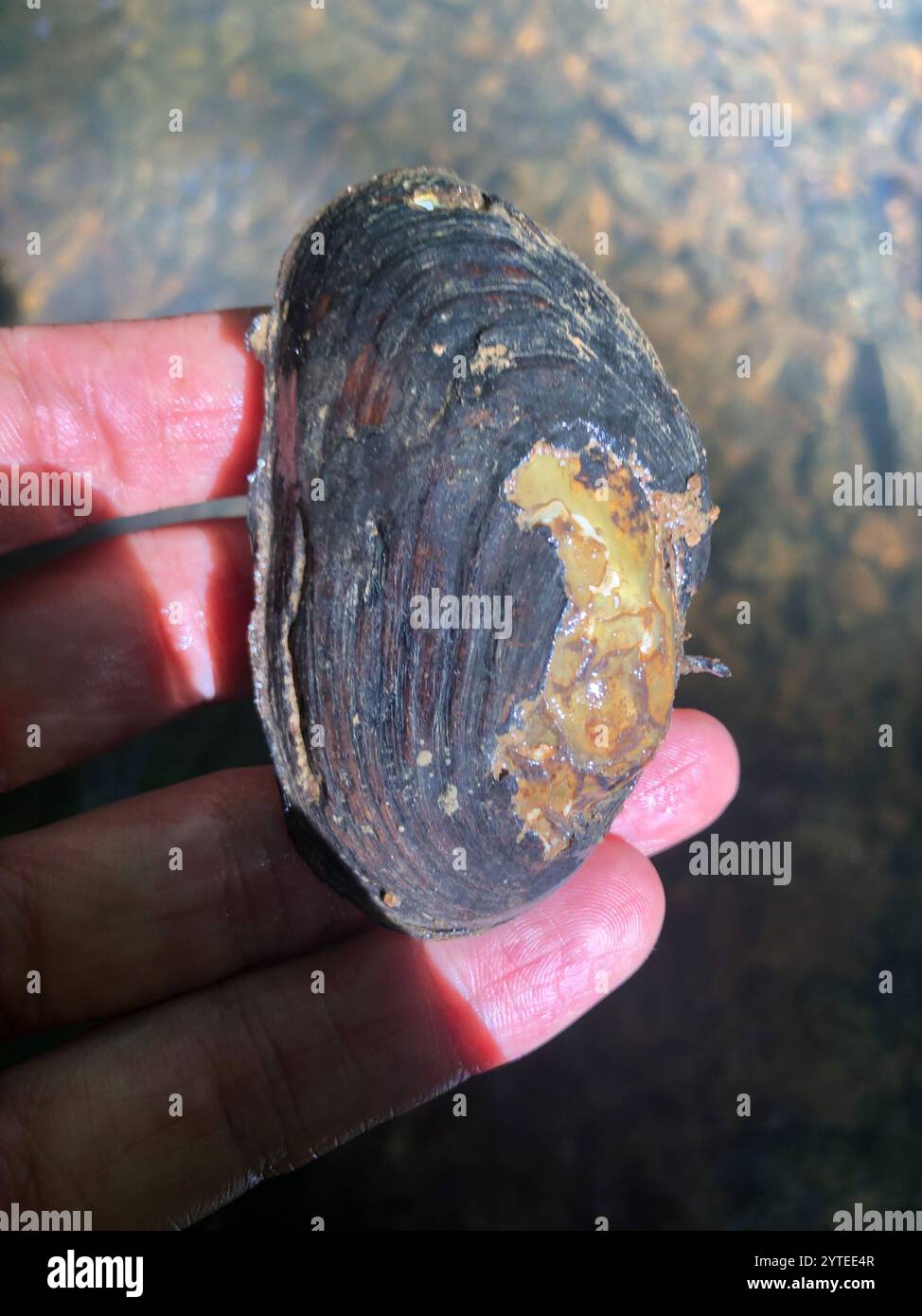 Eastern Elliptio (Elliptio complanata Stock Photo - Alamy