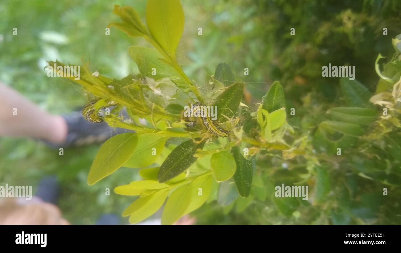 Box Tree Moth (Cydalima perspectalis Stock Photo - Alamy