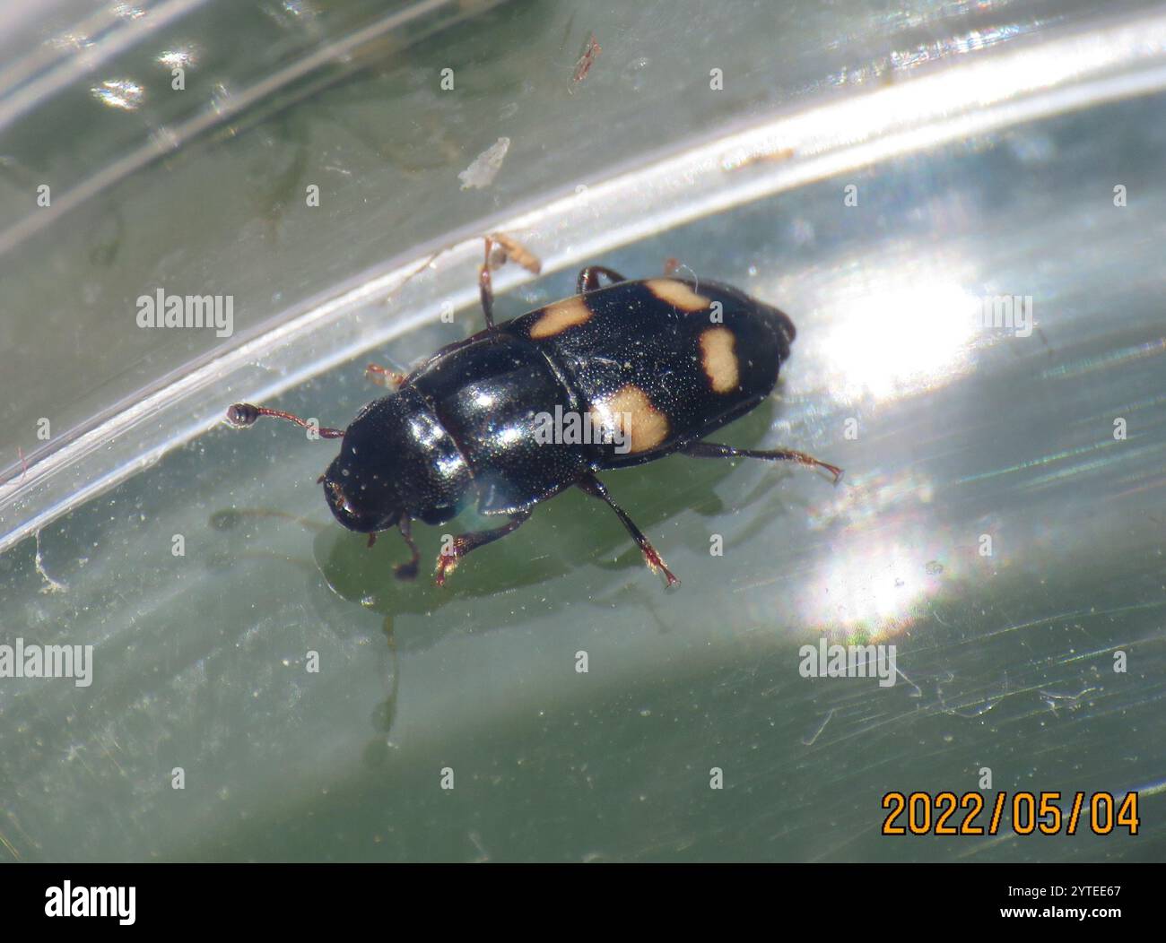 Four-spotted Sap Beetle (Glischrochilus quadrisignatus Stock Photo - Alamy