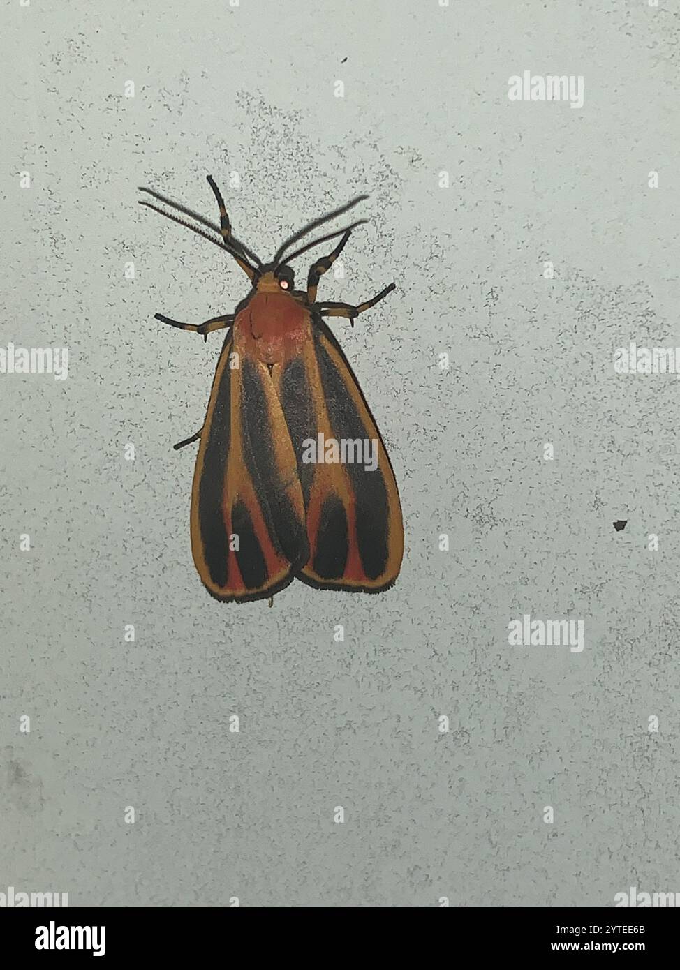 Painted Lichen Moth (Hypoprepia fucosa Stock Photo - Alamy