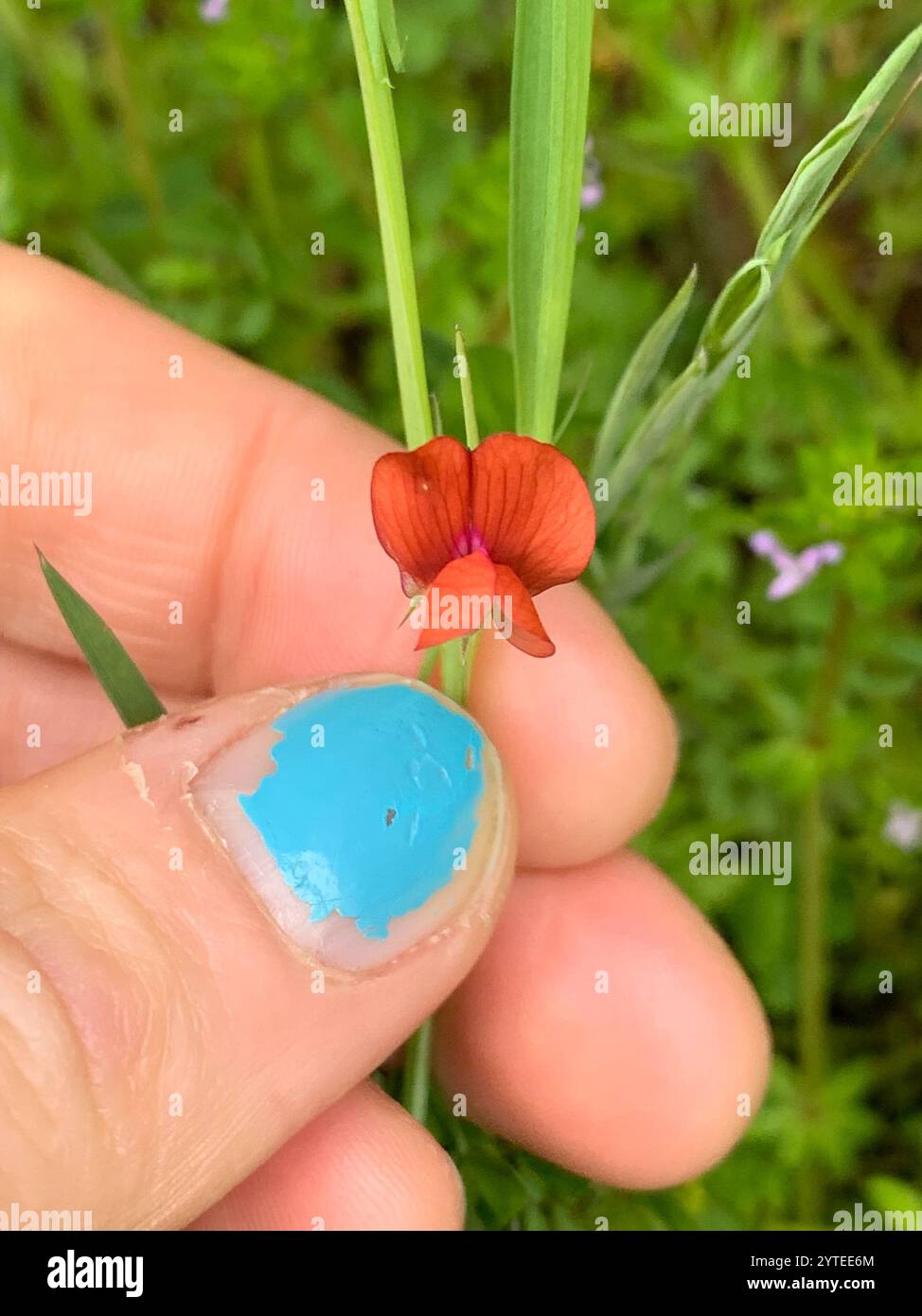 Grass Pea (Lathyrus sphaericus Stock Photo - Alamy
