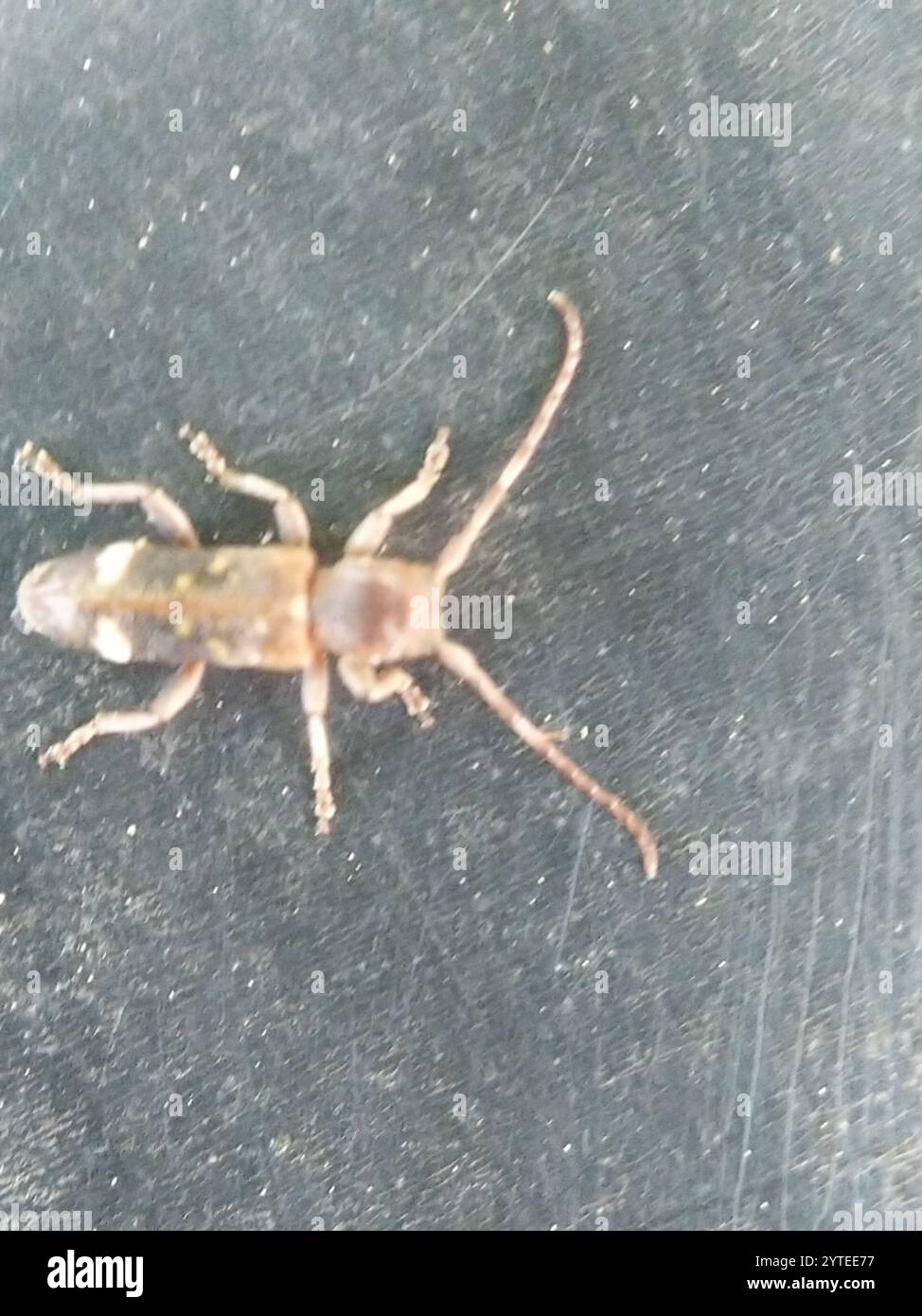 Currant-tip Borer (Psenocerus supernotatus Stock Photo - Alamy