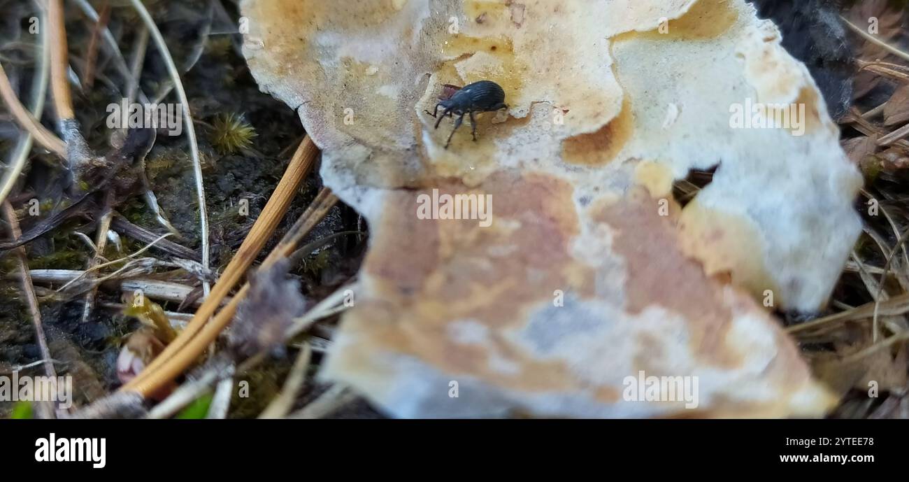 Strawberry blossom weevil (Anthonomus rubi Stock Photo - Alamy