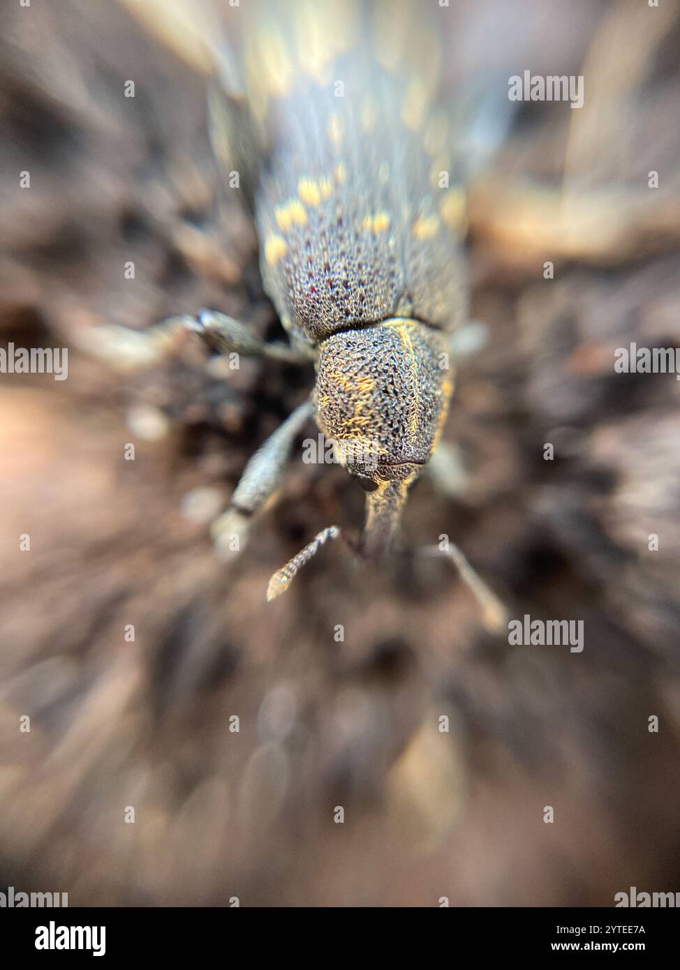 Large Pine Weevil (Hylobius abietis Stock Photo - Alamy