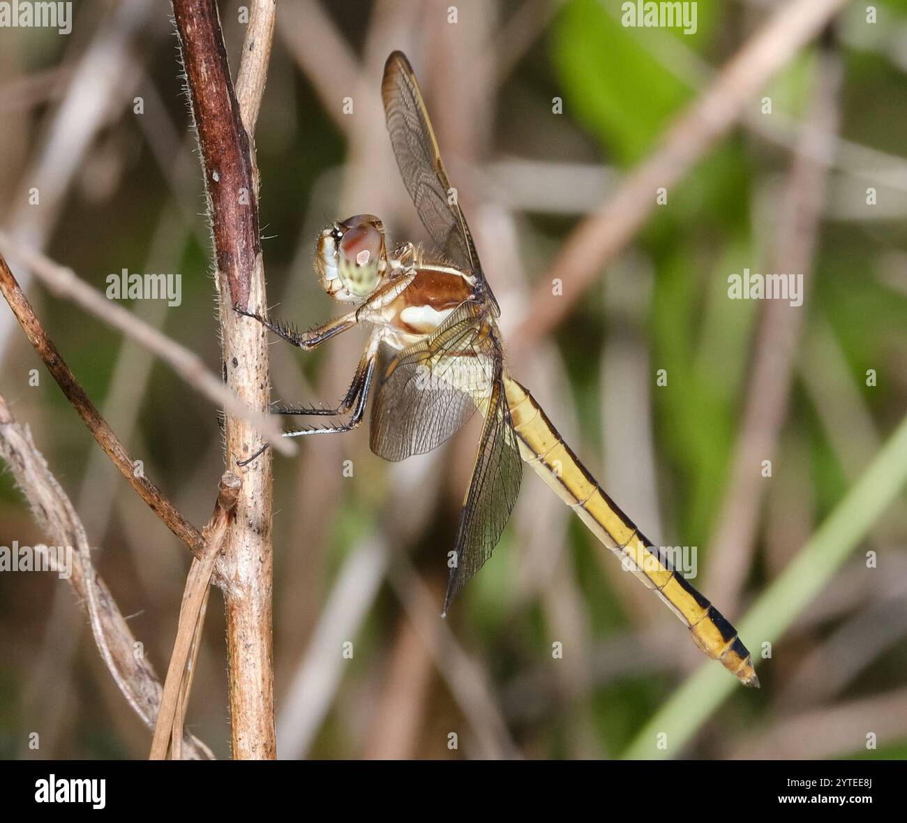 Golden-winged Skimmer (Libellula auripennis Stock Photo - Alamy