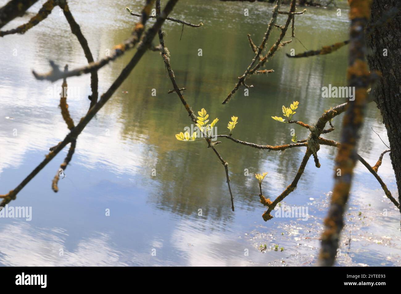 Oregon Ash (Fraxinus latifolia Stock Photo - Alamy