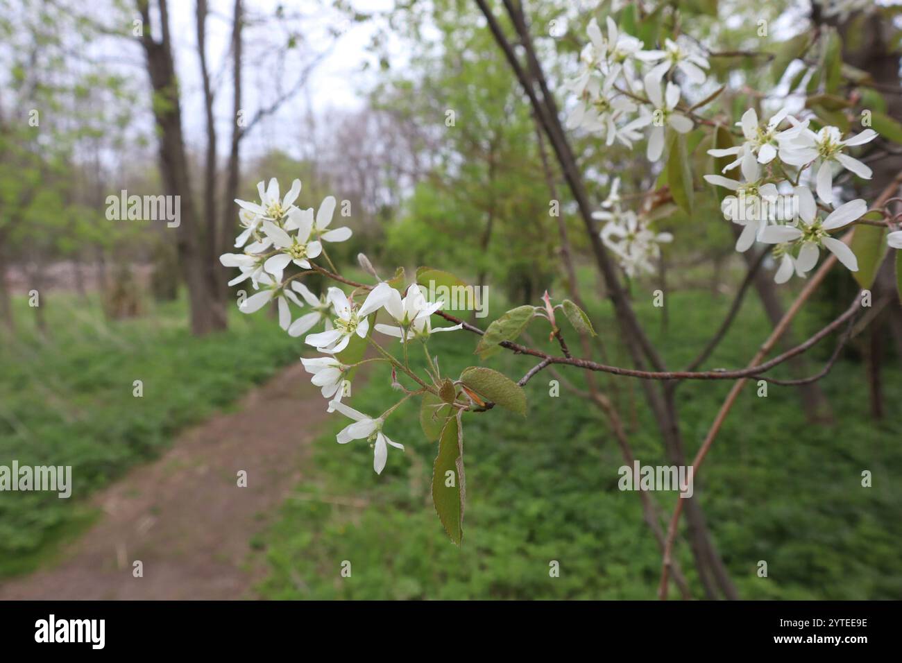 common serviceberry (Amelanchier arborea Stock Photo - Alamy