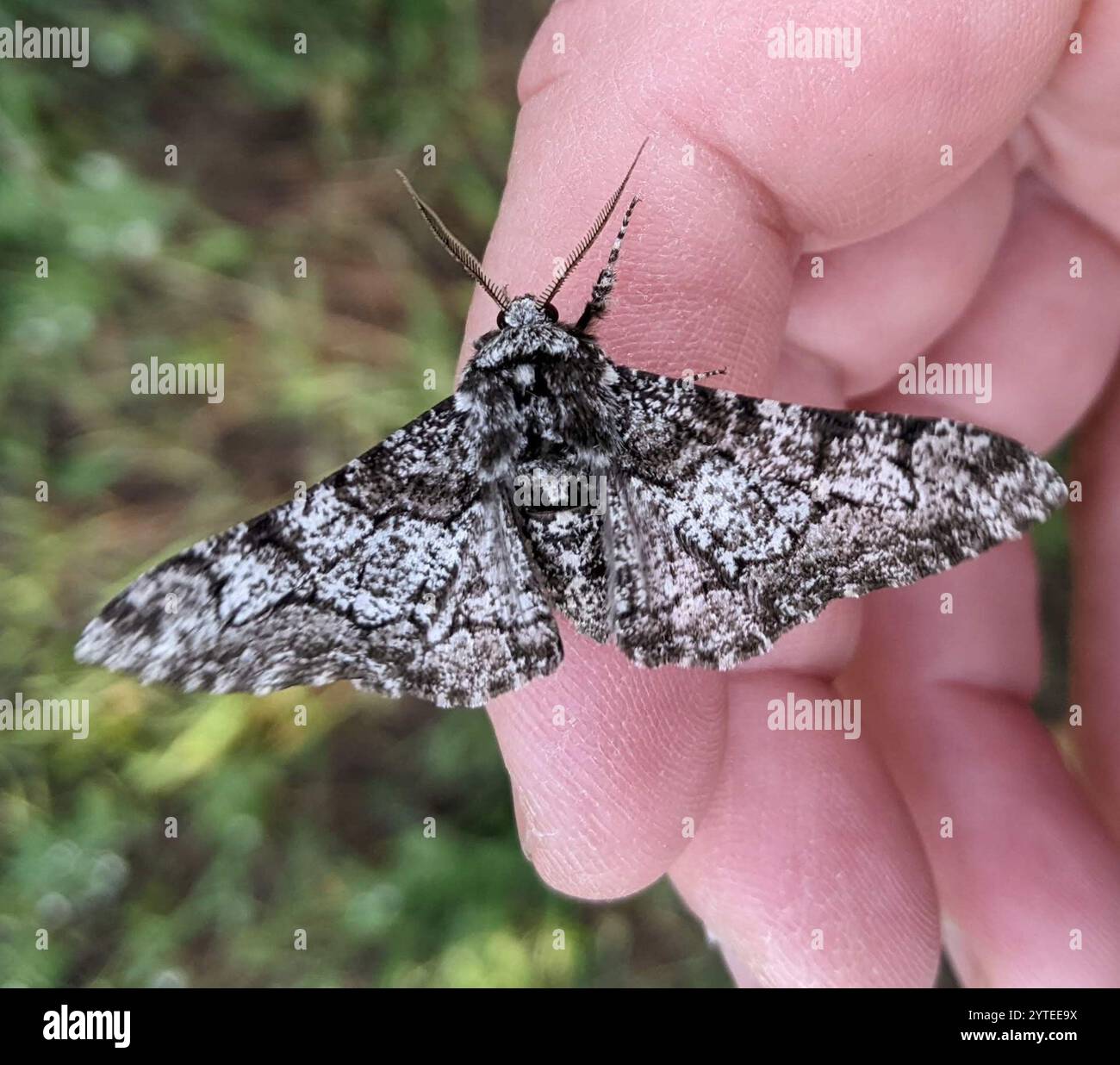 Peppered Moth (Biston betularia Stock Photo - Alamy