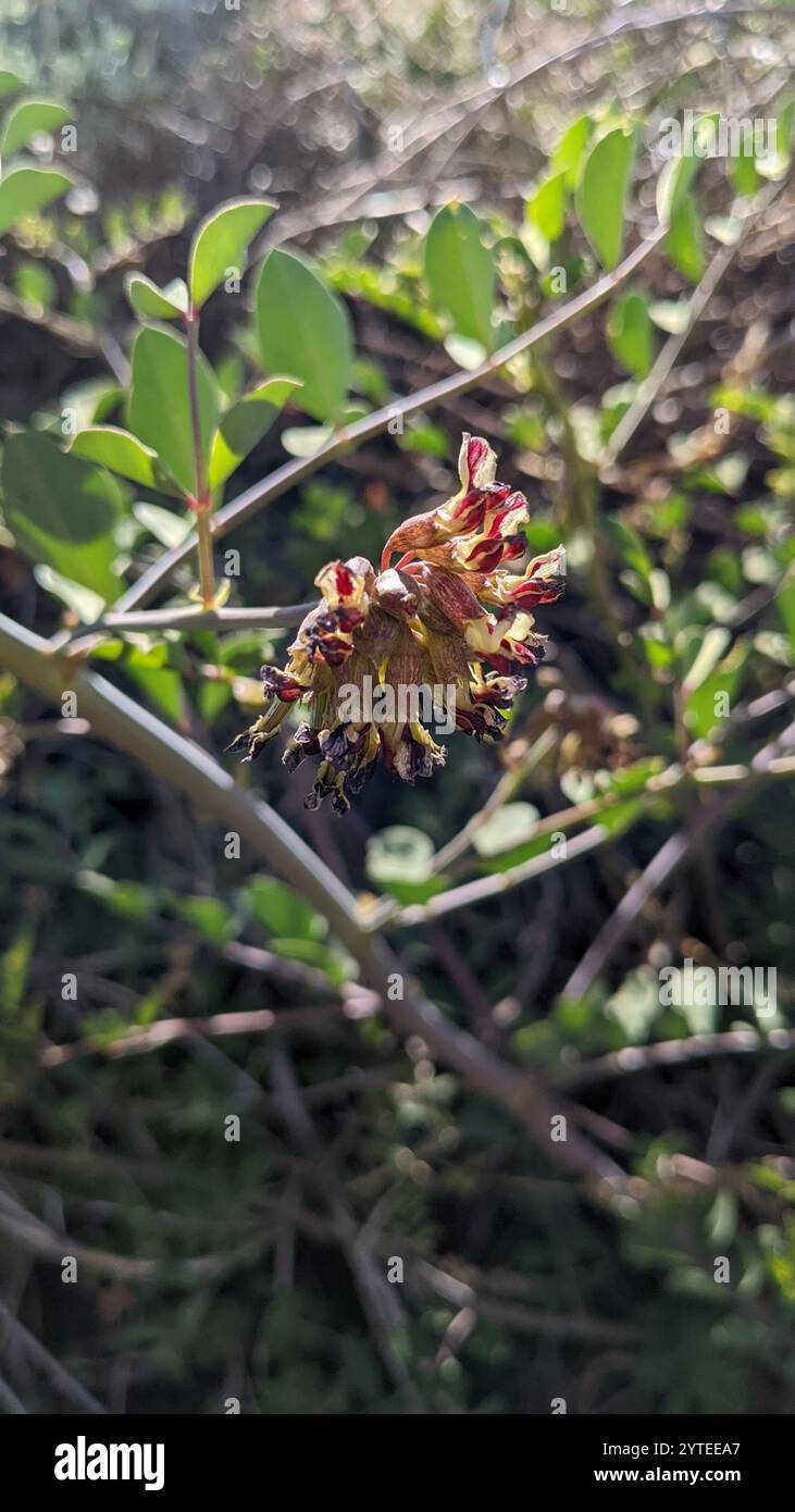 Big deervetch (Hosackia crassifolia Stock Photo - Alamy