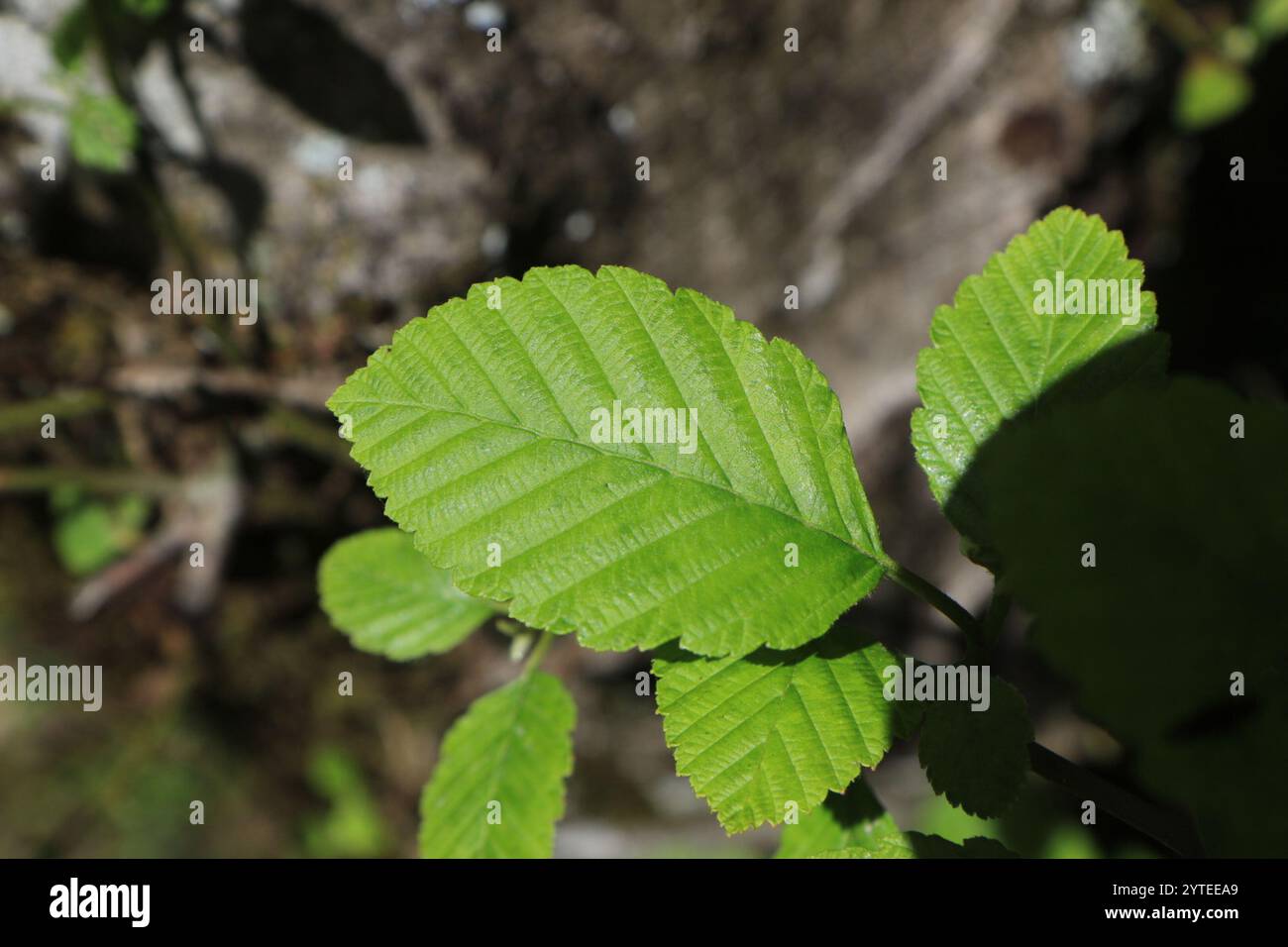 Red Alder (Alnus rubra Stock Photo - Alamy