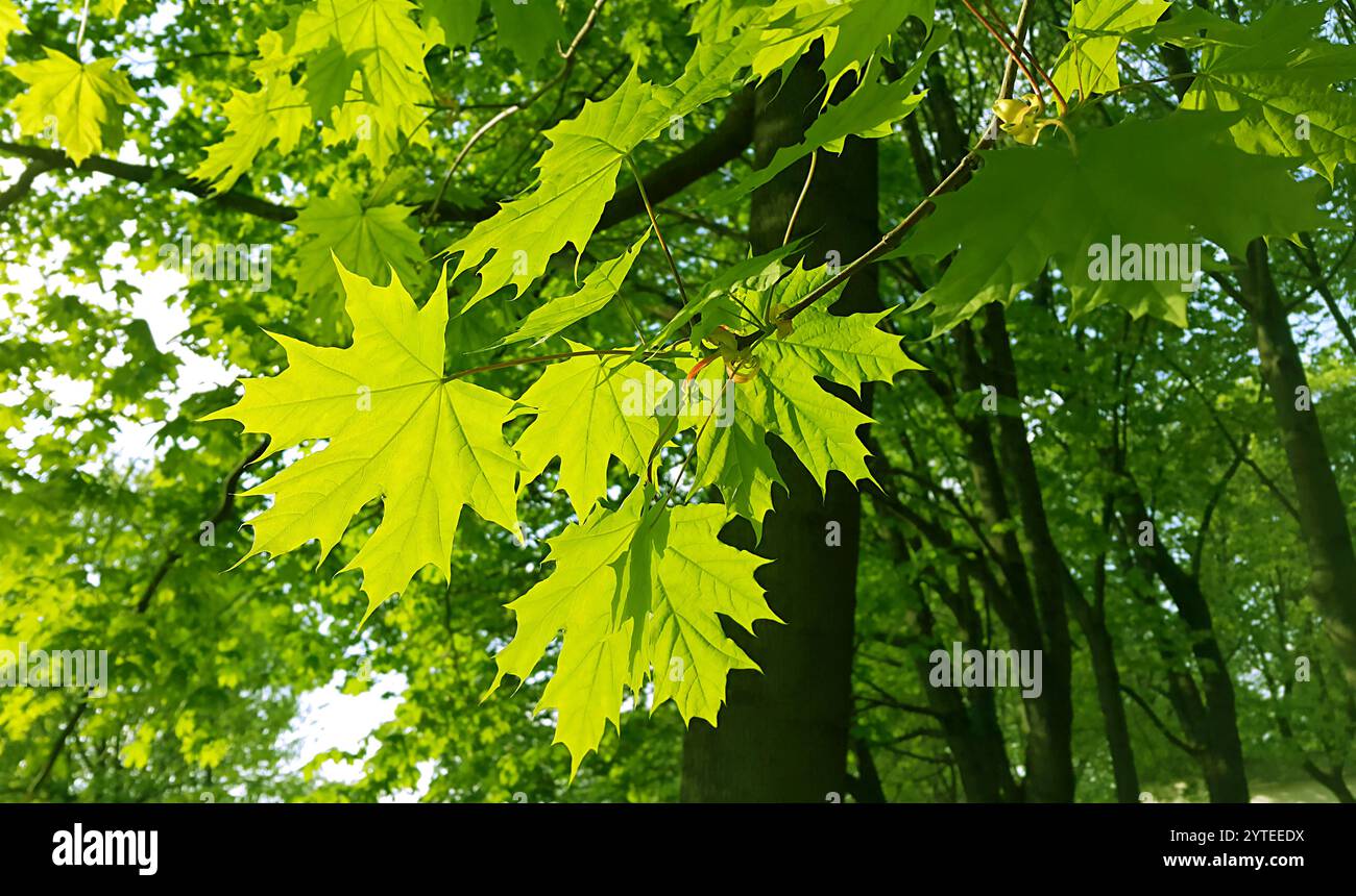 Vivid green leaves tree hi-res stock photography and images - Alamy