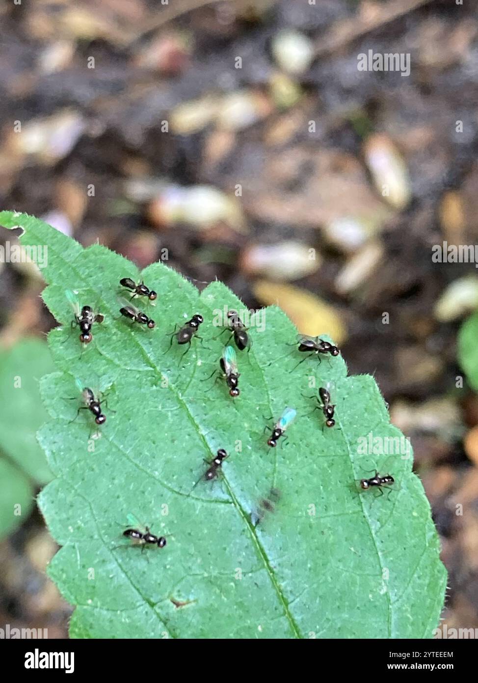 Black Scavenger Flies (Sepsidae Stock Photo - Alamy