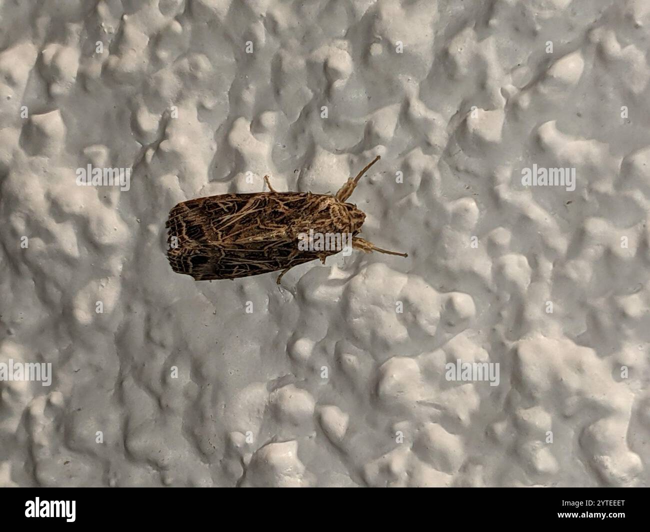 Mediterranean Brocade (Spodoptera littoralis Stock Photo - Alamy