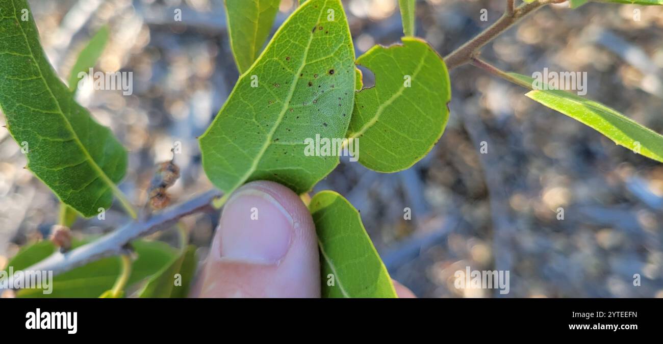 interior live oak (Quercus wislizeni Stock Photo - Alamy
