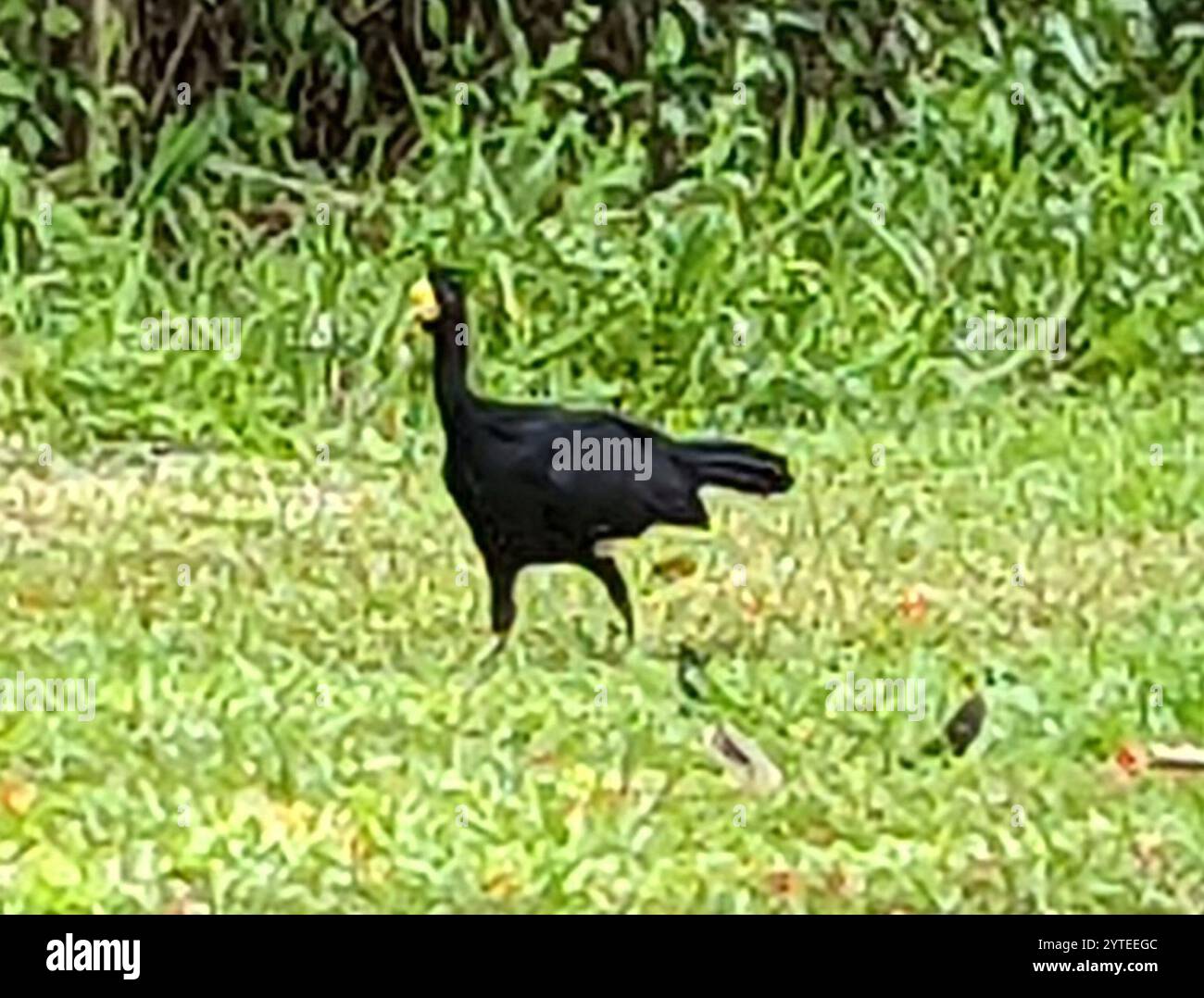 Great Curassow (Crax rubra Stock Photo - Alamy