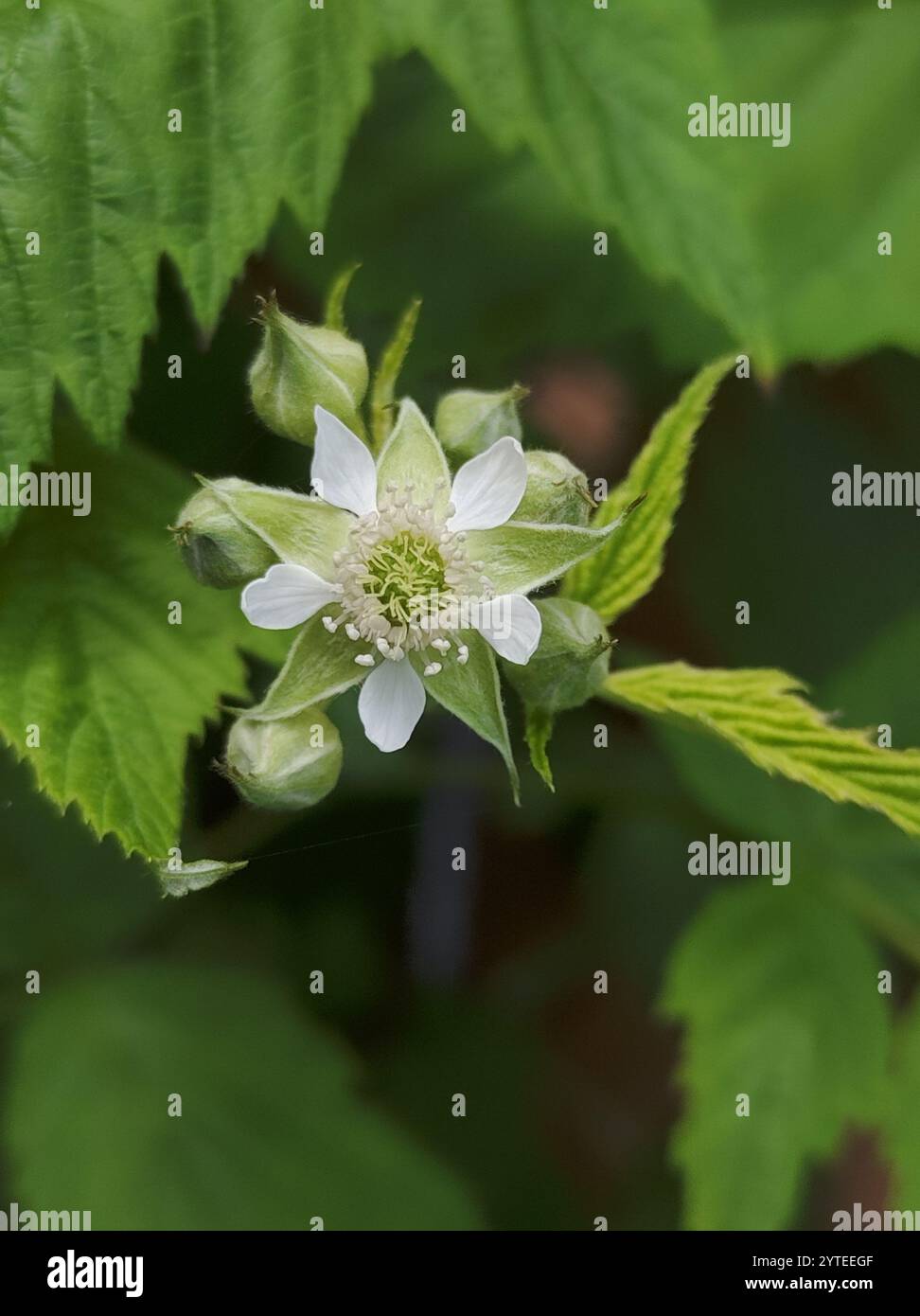 black raspberry (Rubus occidentalis Stock Photo - Alamy