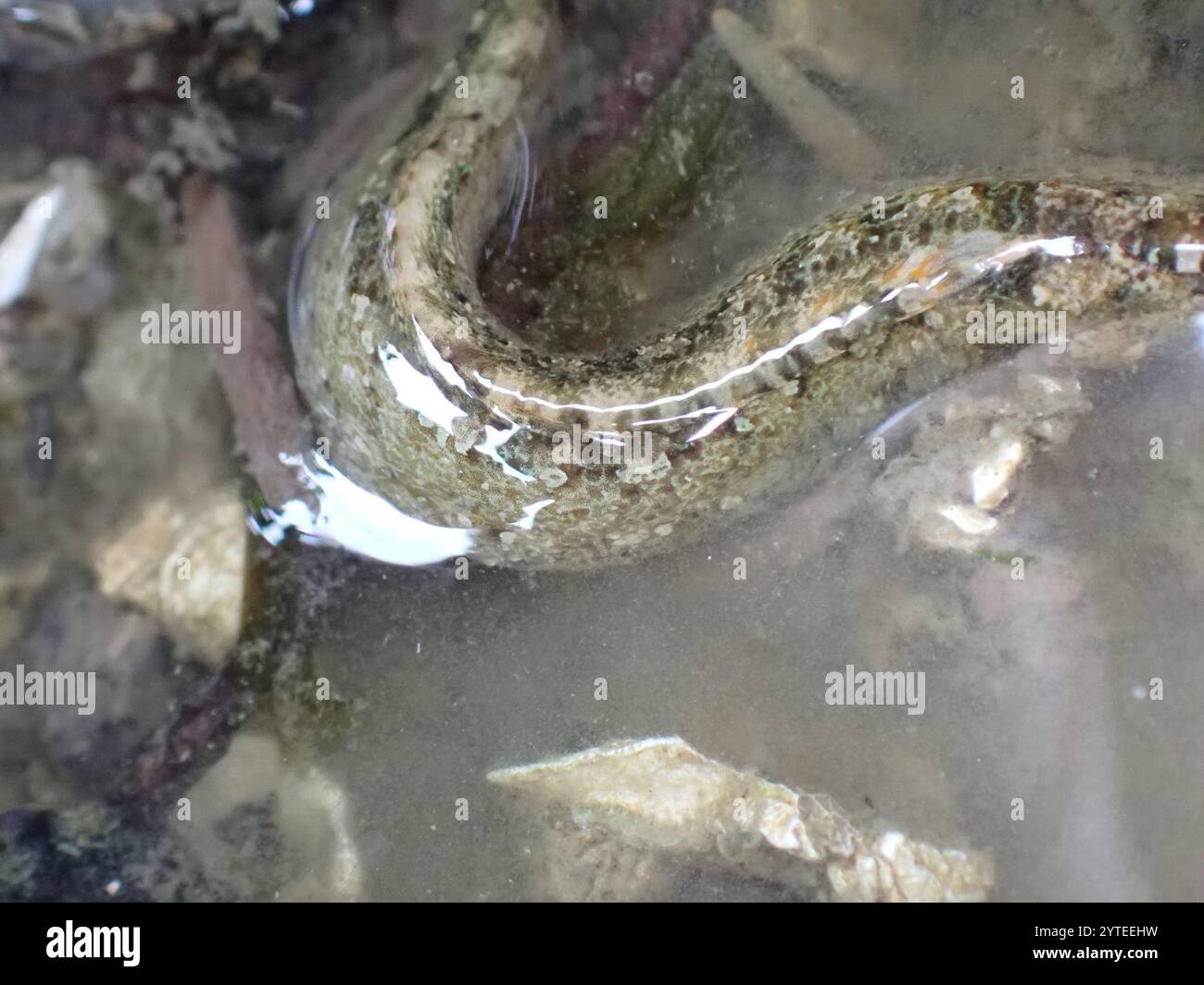 High Cockscomb (Anoplarchus purpurescens Stock Photo - Alamy