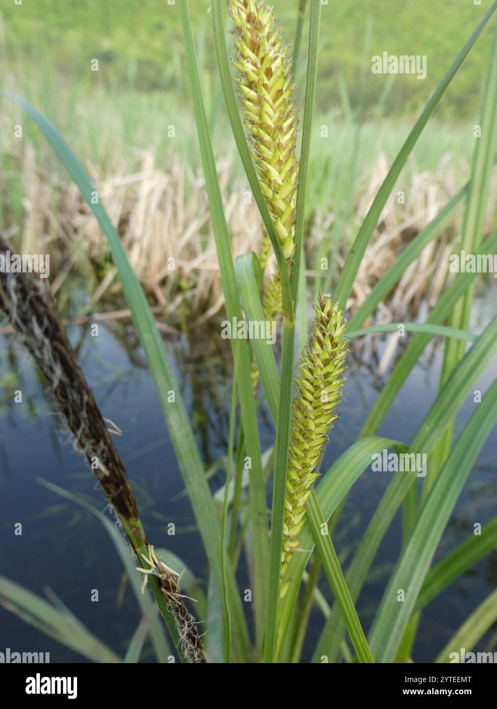 lake sedge (Carex lacustris Stock Photo - Alamy