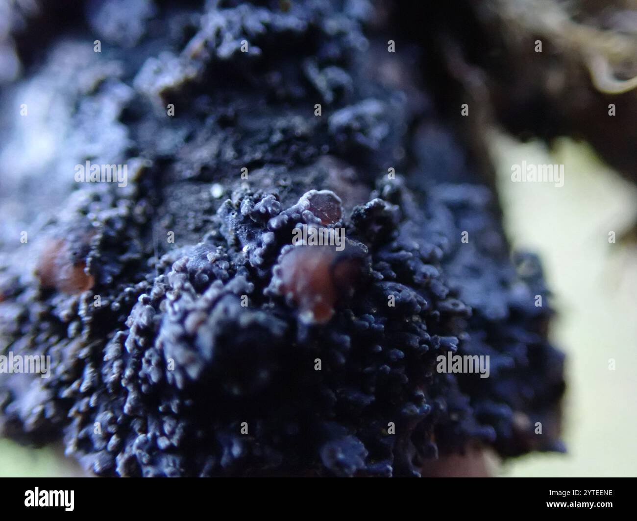 Brown-gray Moss-shingle Lichen (Protopannaria pezizoides Stock Photo ...