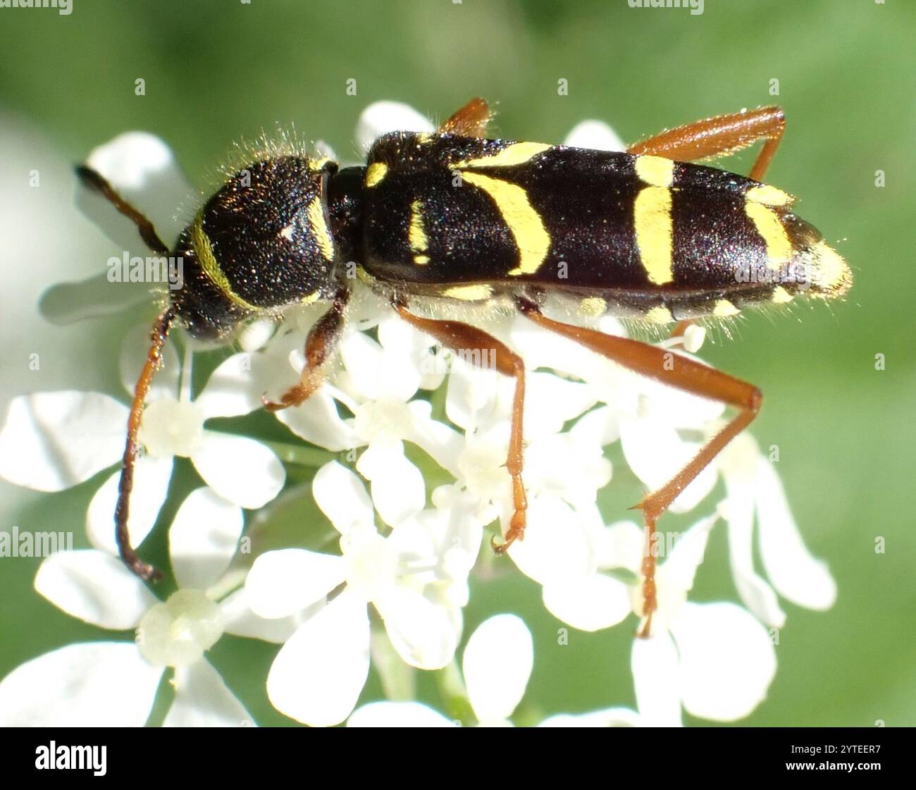 Wasp Beetle (Clytus arietis Stock Photo - Alamy