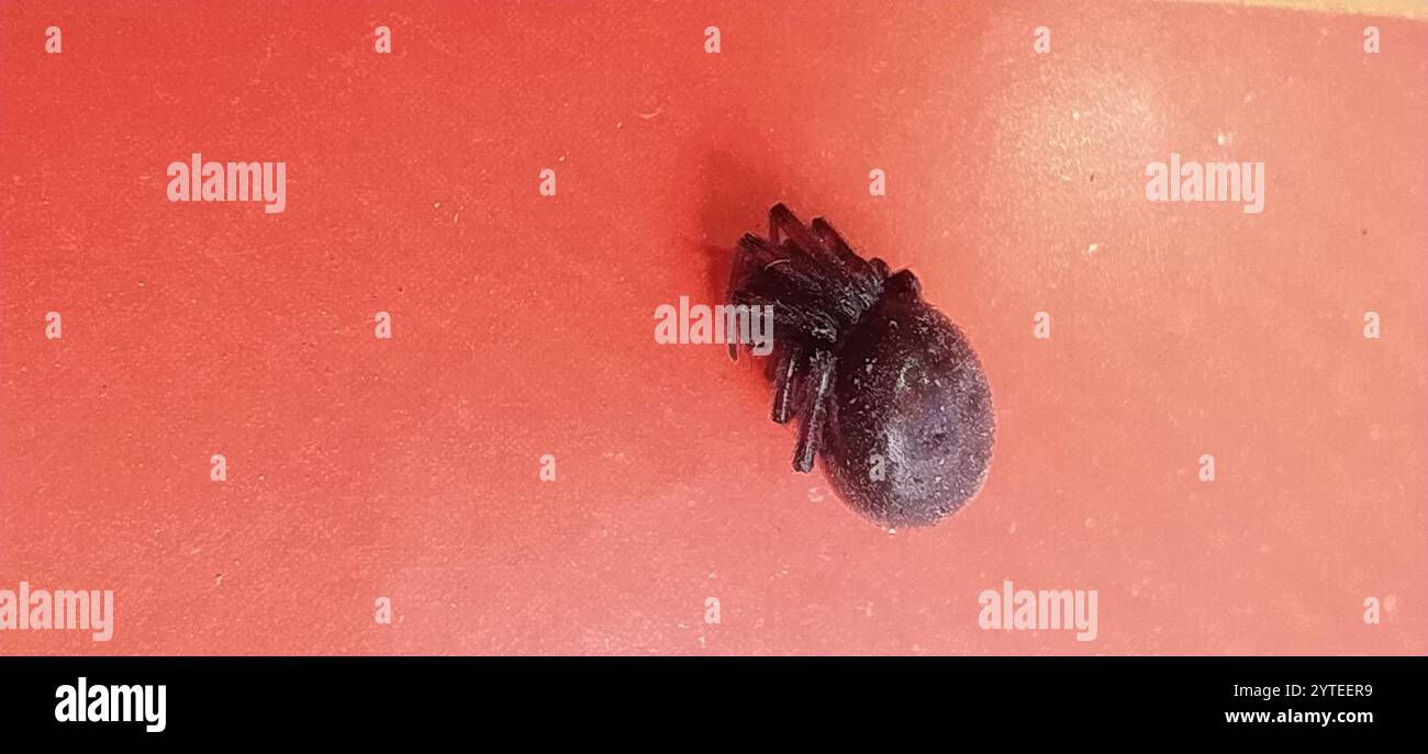 Rabbit Hutch Spider (Steatoda bipunctata Stock Photo - Alamy