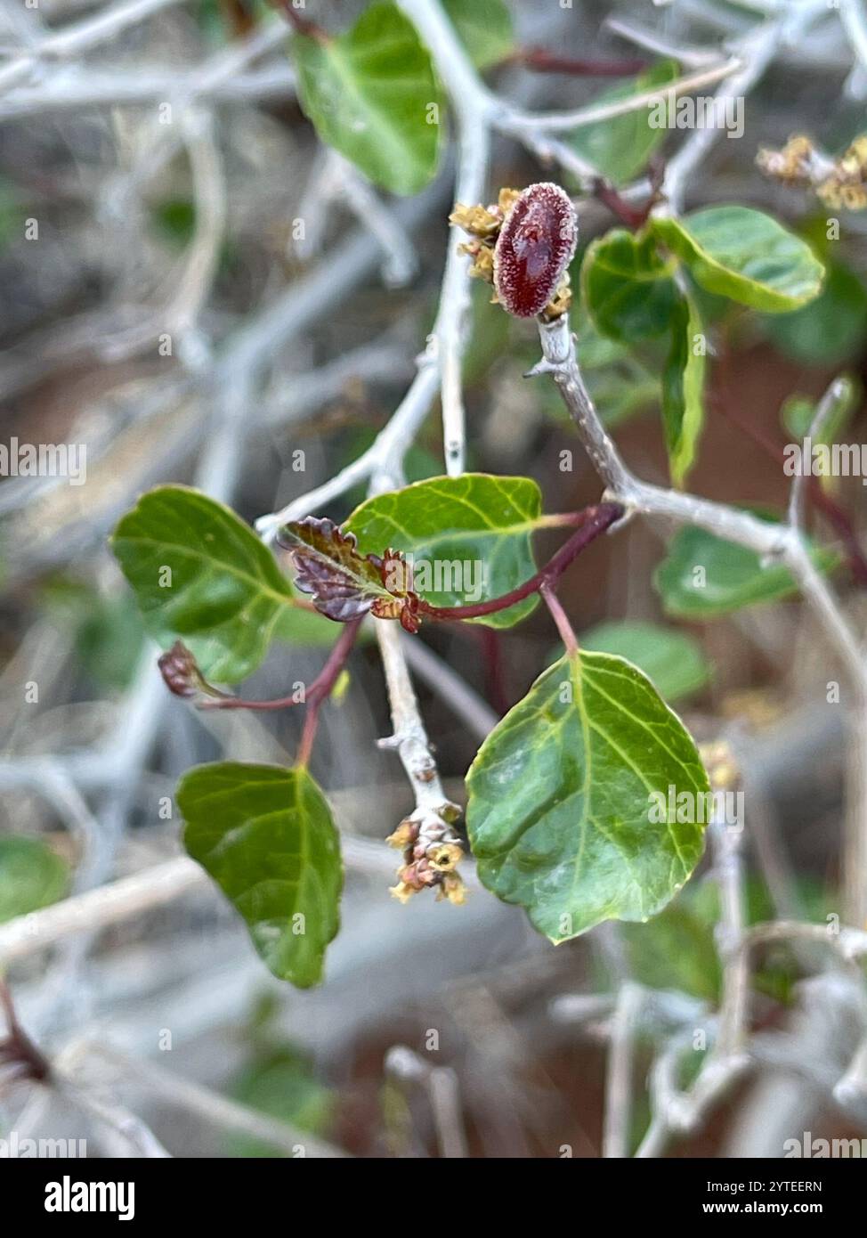 fragrant sumac (Rhus aromatica Stock Photo - Alamy