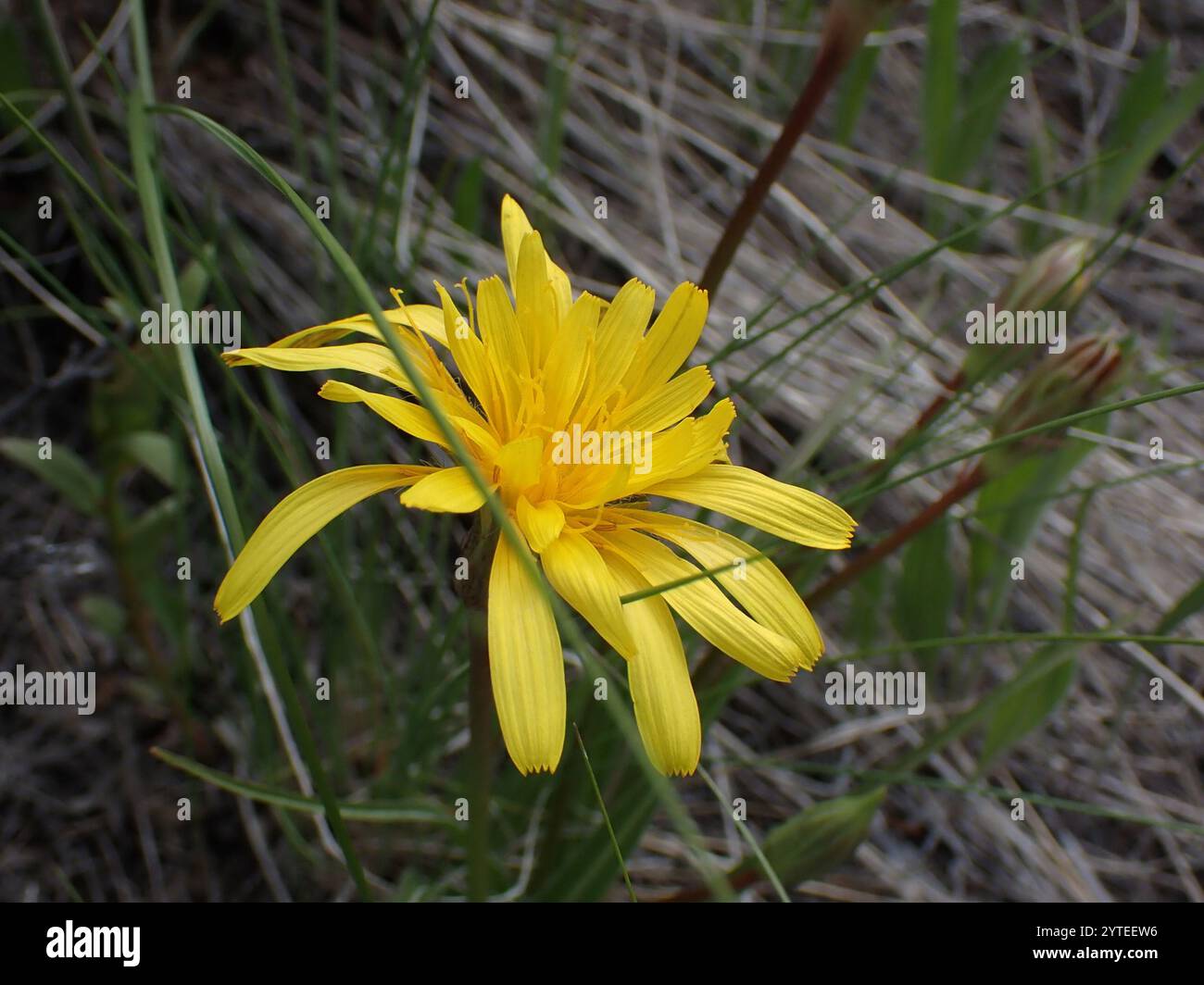 mountain dandelions (Agoseris Stock Photo - Alamy