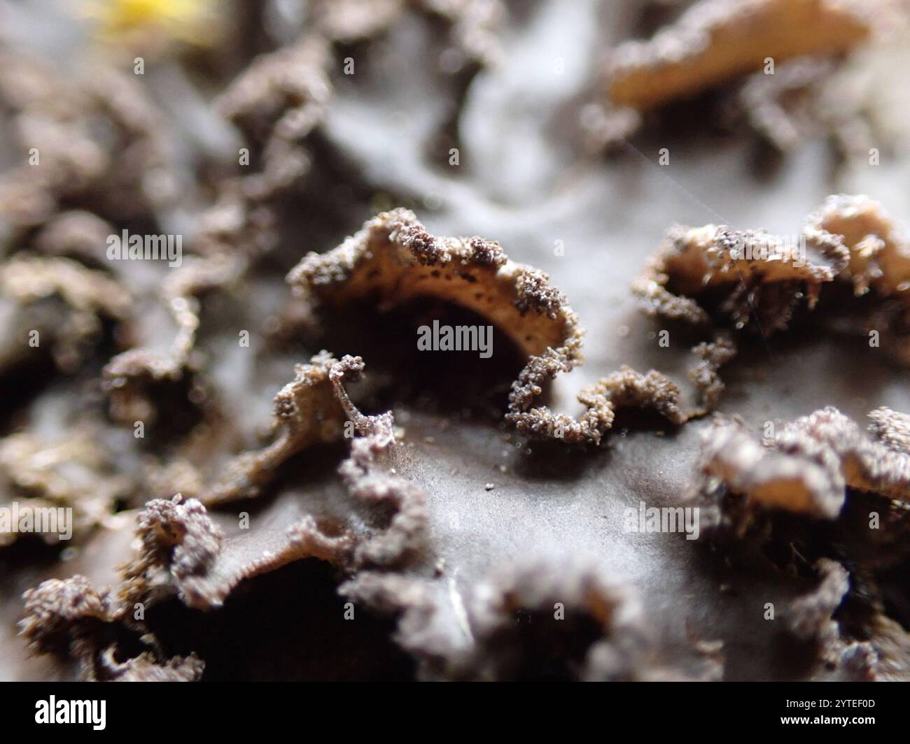 tree pelt lichen (Peltigera collina Stock Photo - Alamy