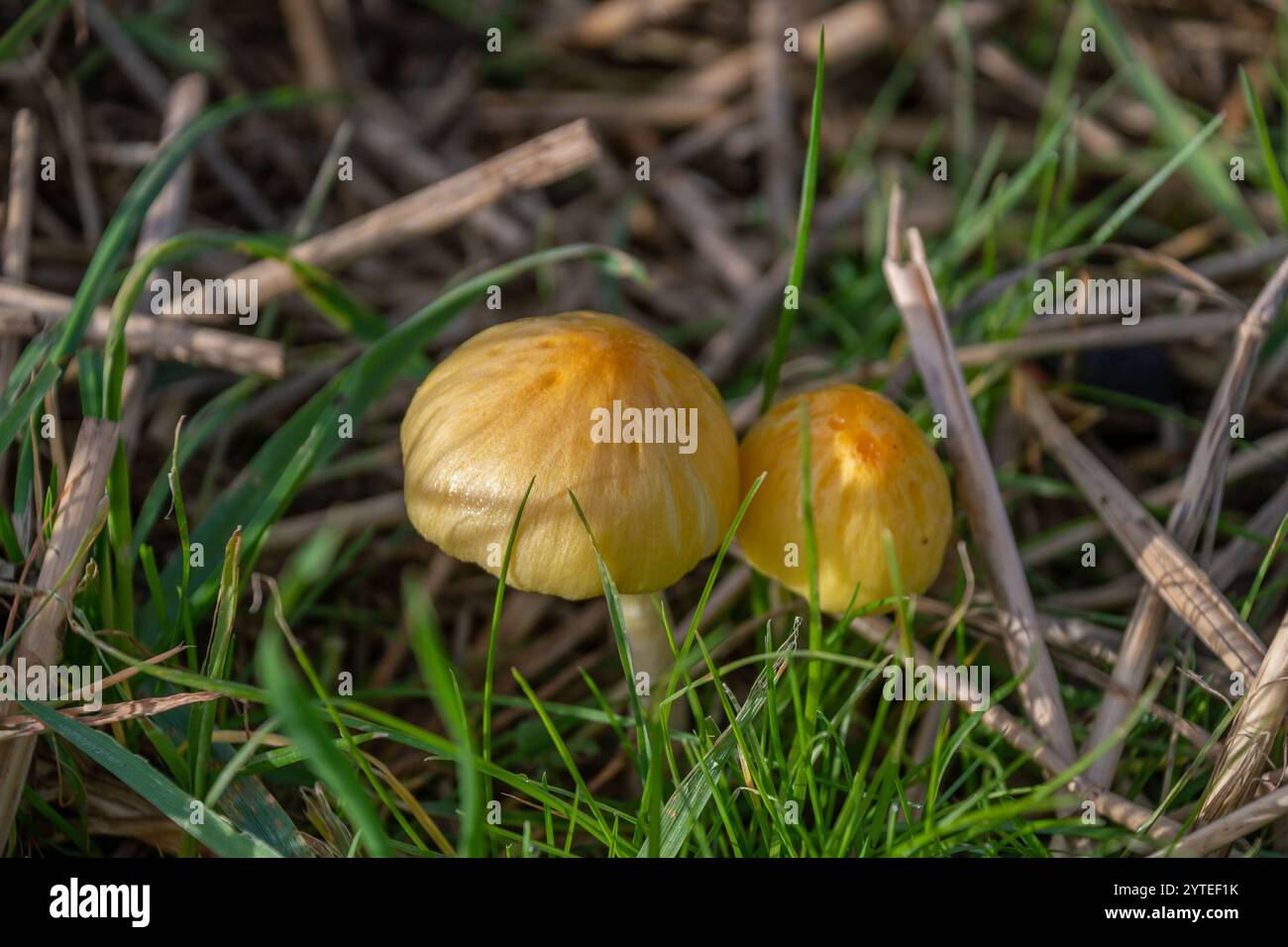 Common fieldcap agrocybe pediades hi-res stock photography and images ...