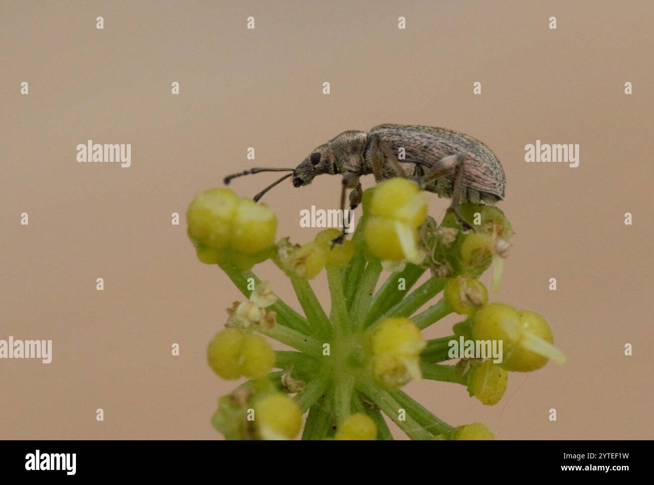 Common Leaf Weevil (Phyllobius pyri Stock Photo - Alamy