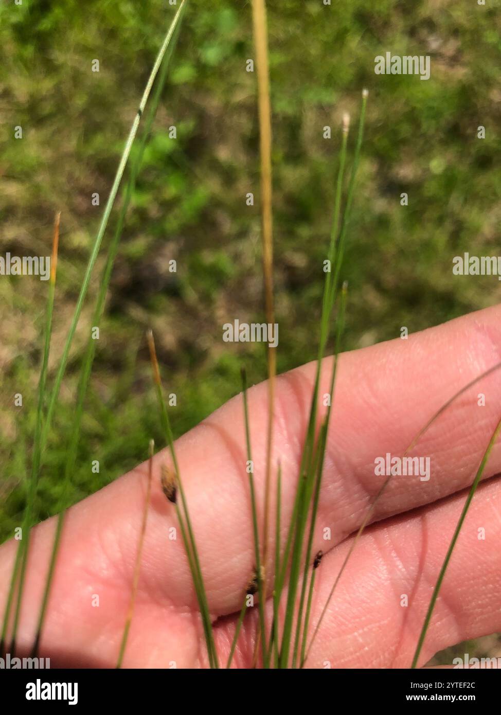 slender spike rush (Eleocharis tenuis verrucosa Stock Photo - Alamy