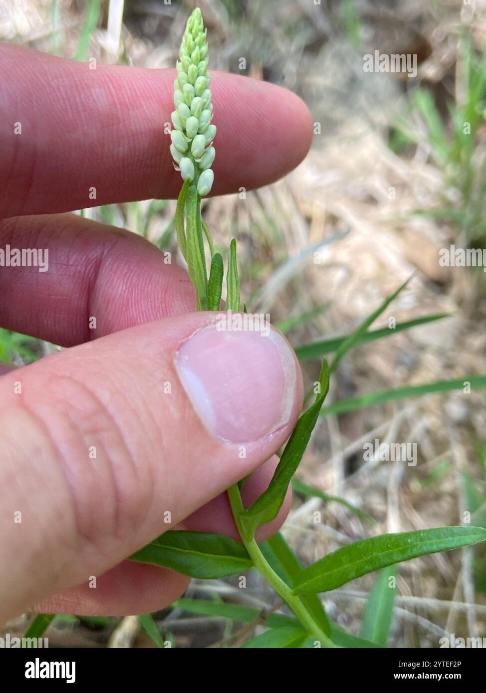 Seneca snakeroot (Senega officinalis Stock Photo - Alamy