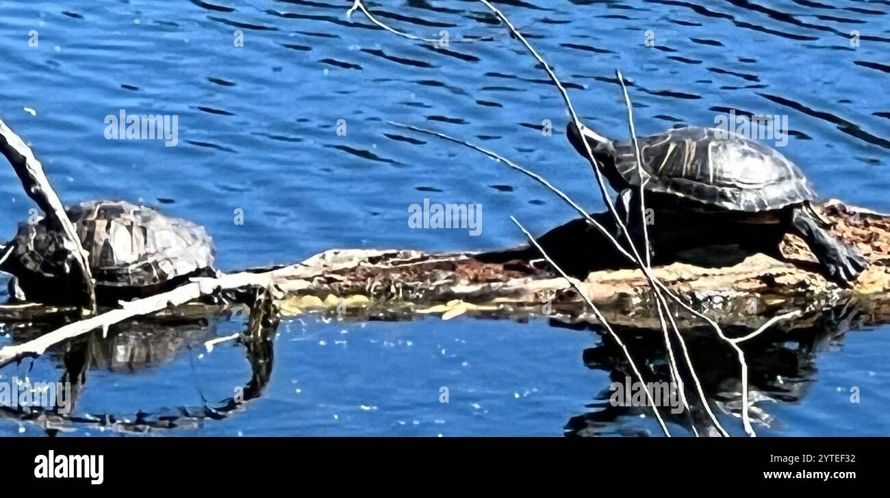 Pond Slider (Trachemys scripta Stock Photo - Alamy