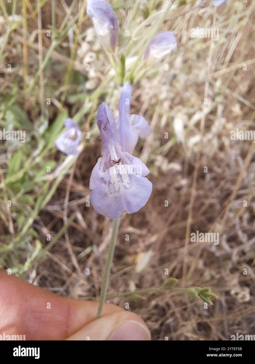 Spanish Common Sage (Salvia officinalis lavandulifolia Stock Photo - Alamy
