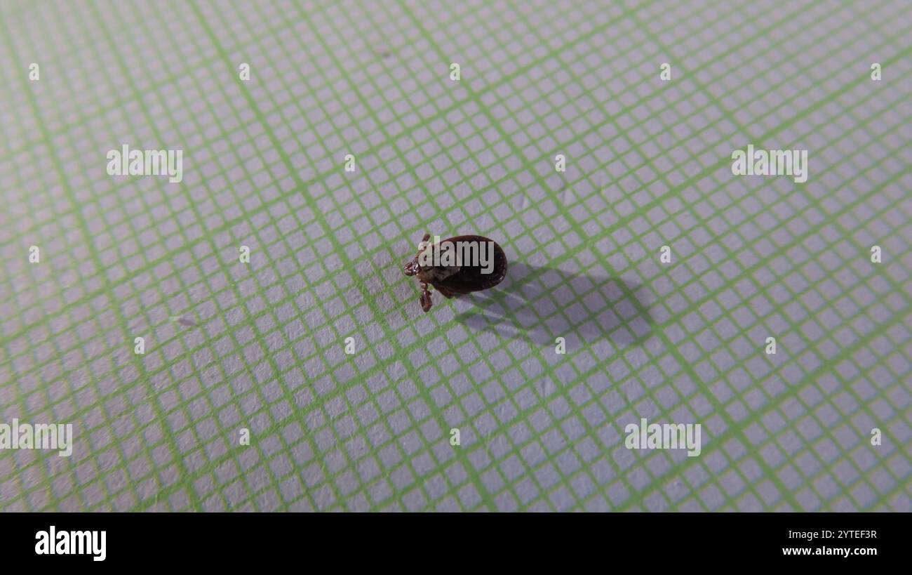 Rocky Mountain Wood Tick (Dermacentor andersoni Stock Photo - Alamy