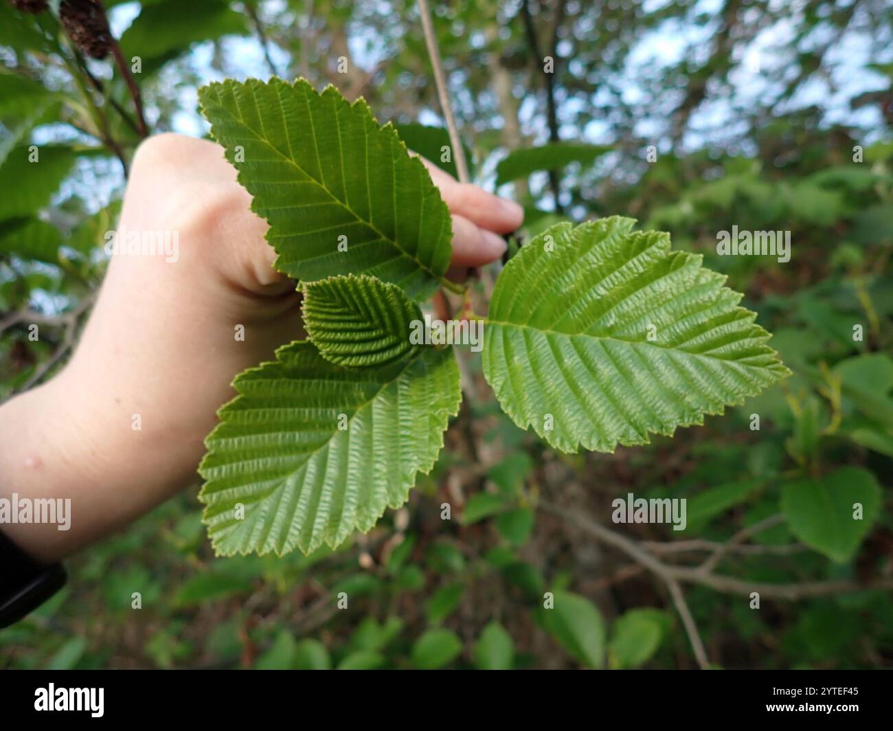 Red Alder (Alnus rubra Stock Photo - Alamy