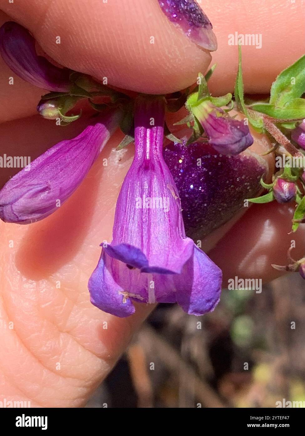 Penstemon serrulatus hi-res stock photography and images - Alamy