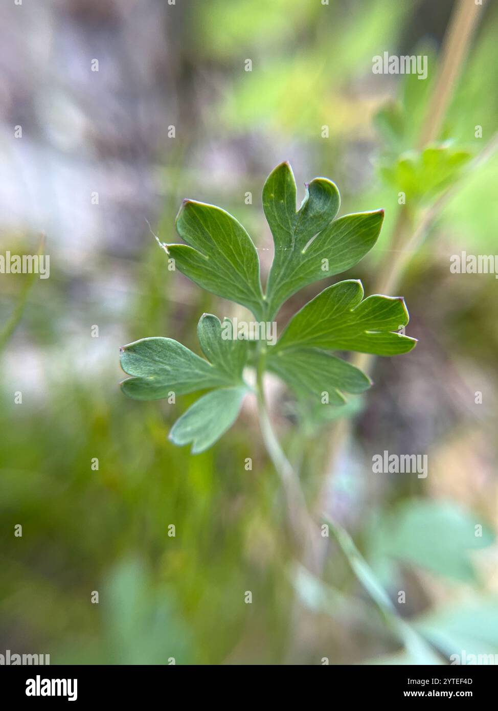 rock harlequin (Capnoides sempervirens Stock Photo - Alamy