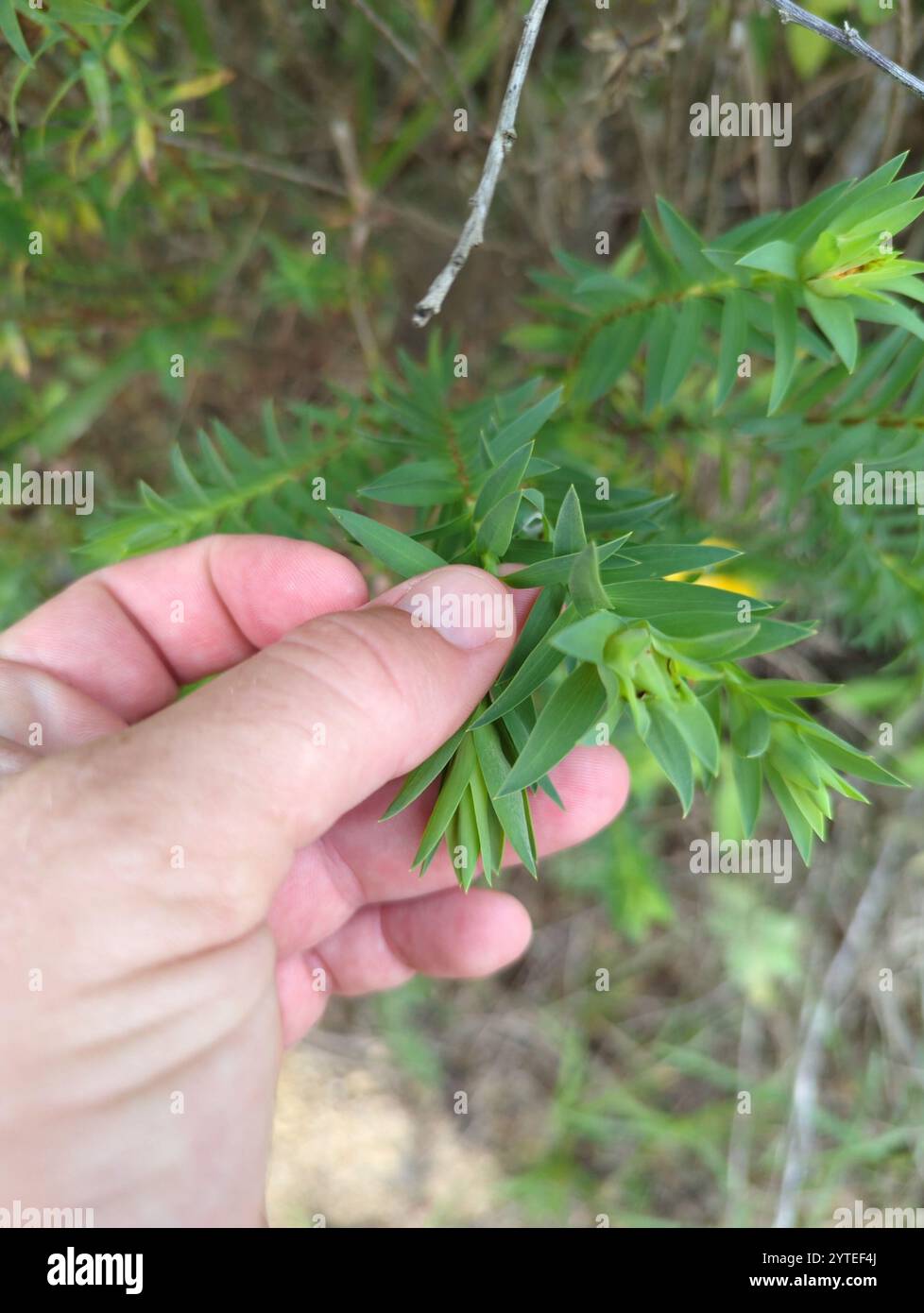 Family hypericaceae hi-res stock photography and images - Alamy
