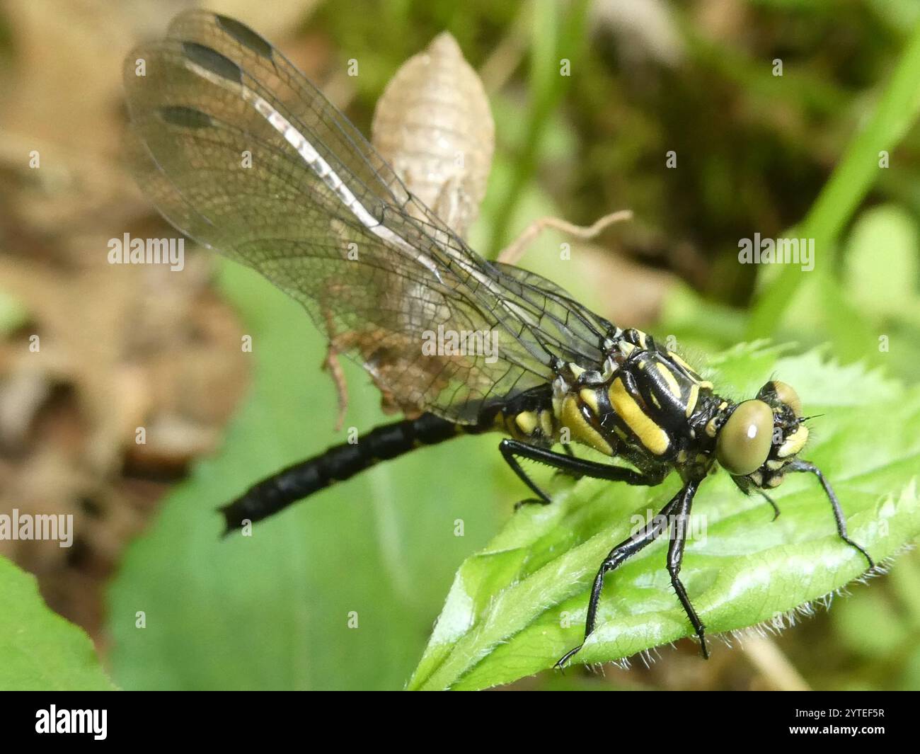 Northern Pygmy Clubtail (Lanthus parvulus Stock Photo - Alamy