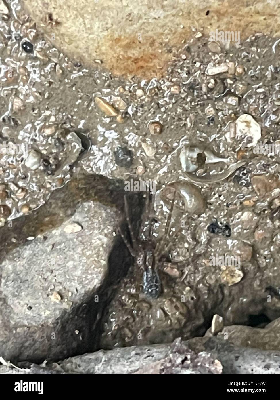 Wolf Spiders and Allies (Lycosoidea Stock Photo - Alamy