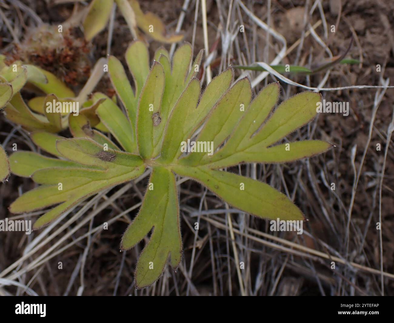 Hydrophyllum capitatum hi-res stock photography and images - Alamy