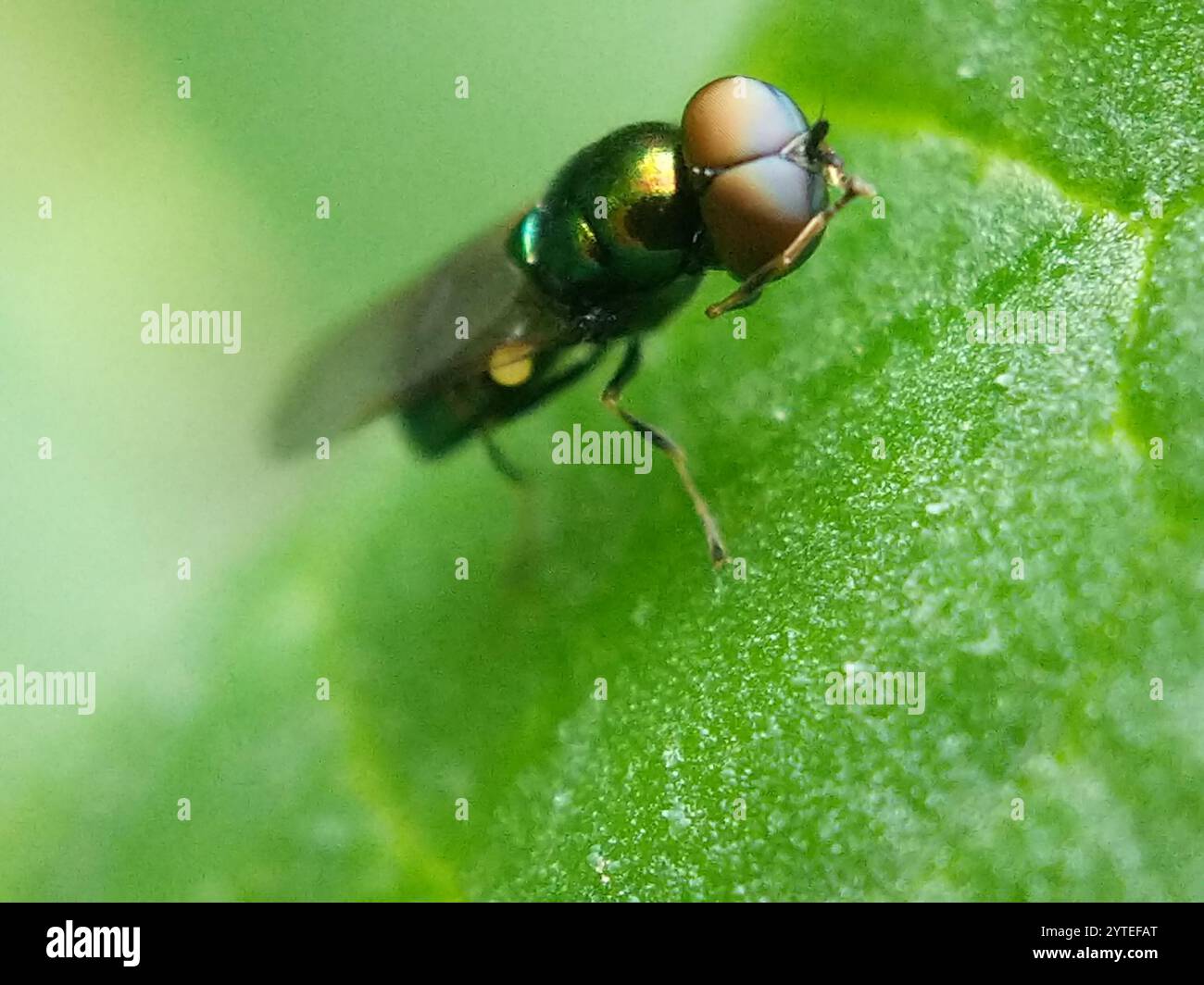 Black-horned Gem Fly (Microchrysa polita Stock Photo - Alamy