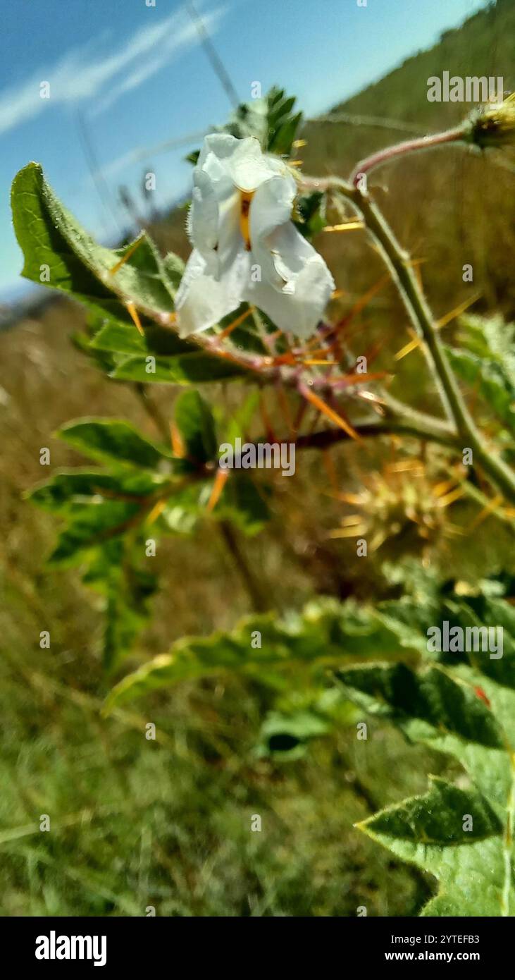 Red Buffalo-bur (Solanum sisymbriifolium Stock Photo - Alamy