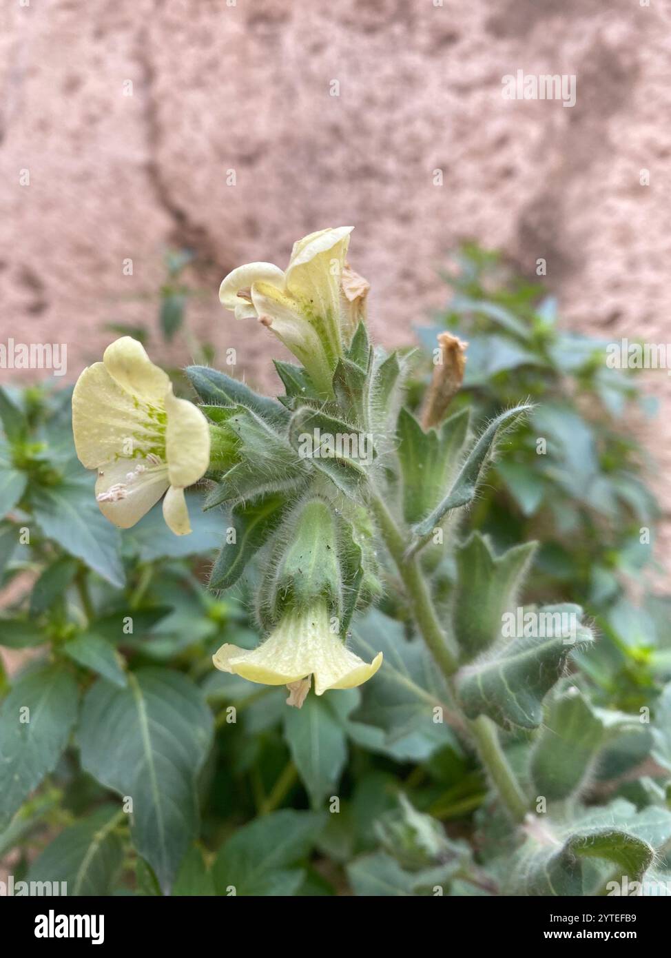 white henbane (Hyoscyamus albus Stock Photo - Alamy