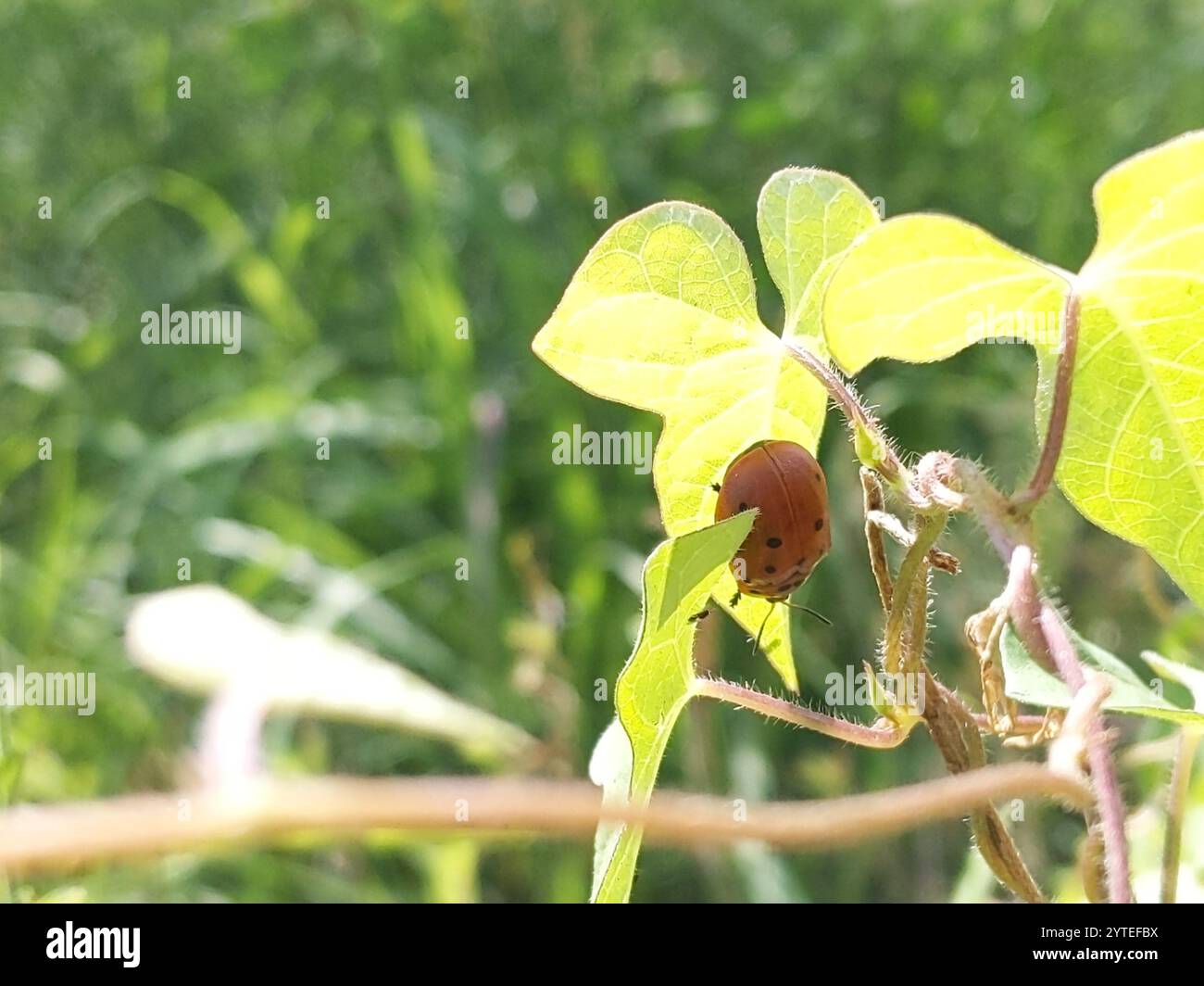 Argus Tortoise Beetle (Chelymorpha cassidea Stock Photo - Alamy