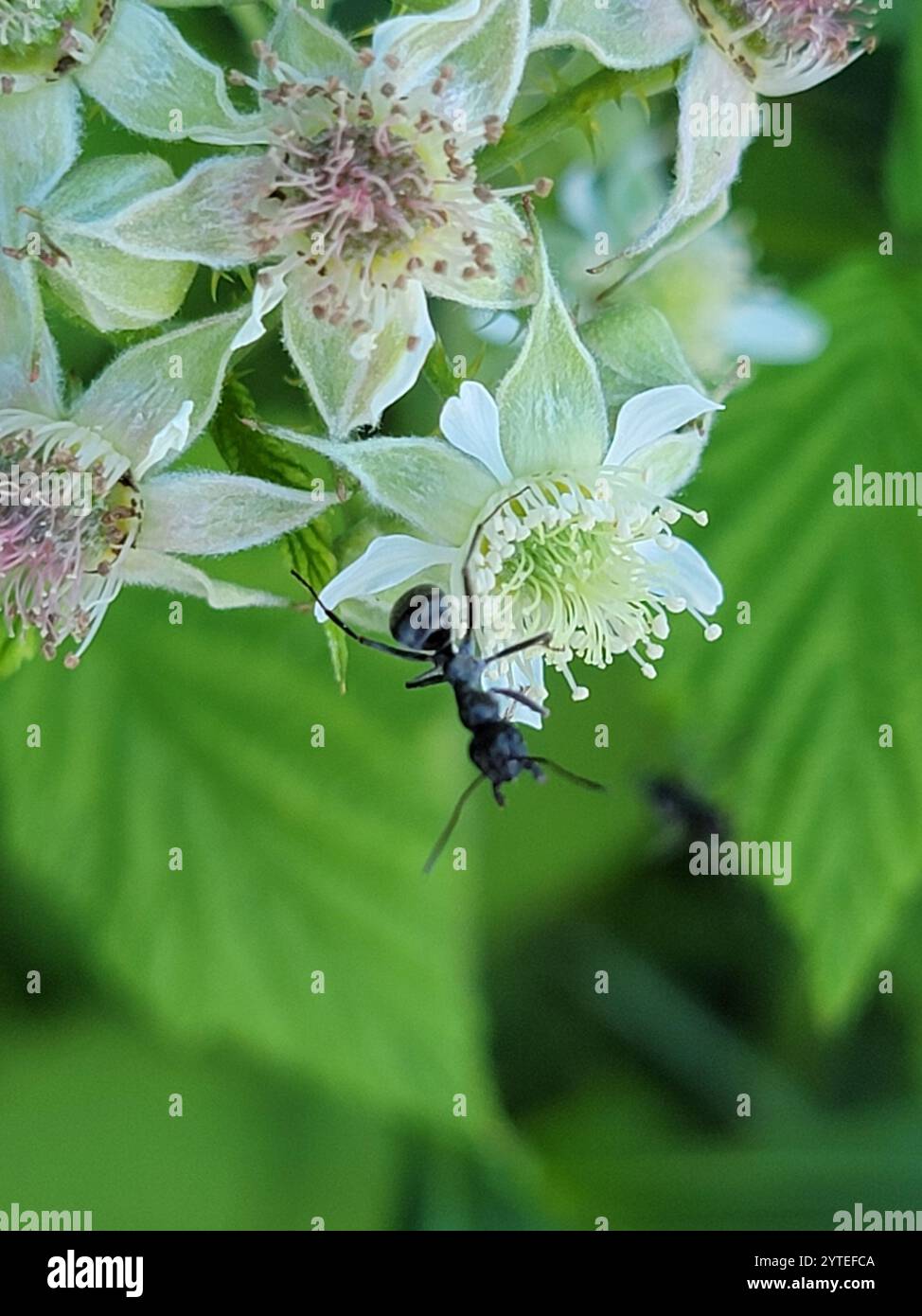 Silky Field Ant (Formica subsericea Stock Photo - Alamy