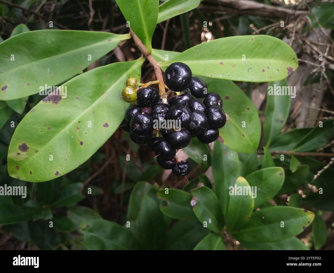 Escallonioides hi-res stock photography and images - Alamy