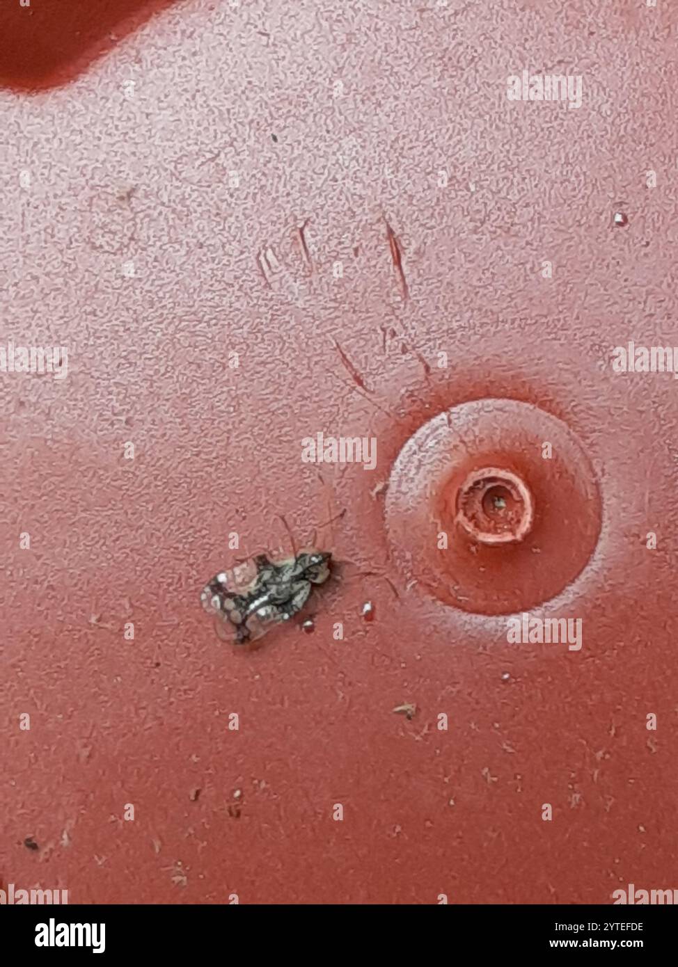 Azalea Lace Bug (Stephanitis pyrioides Stock Photo - Alamy