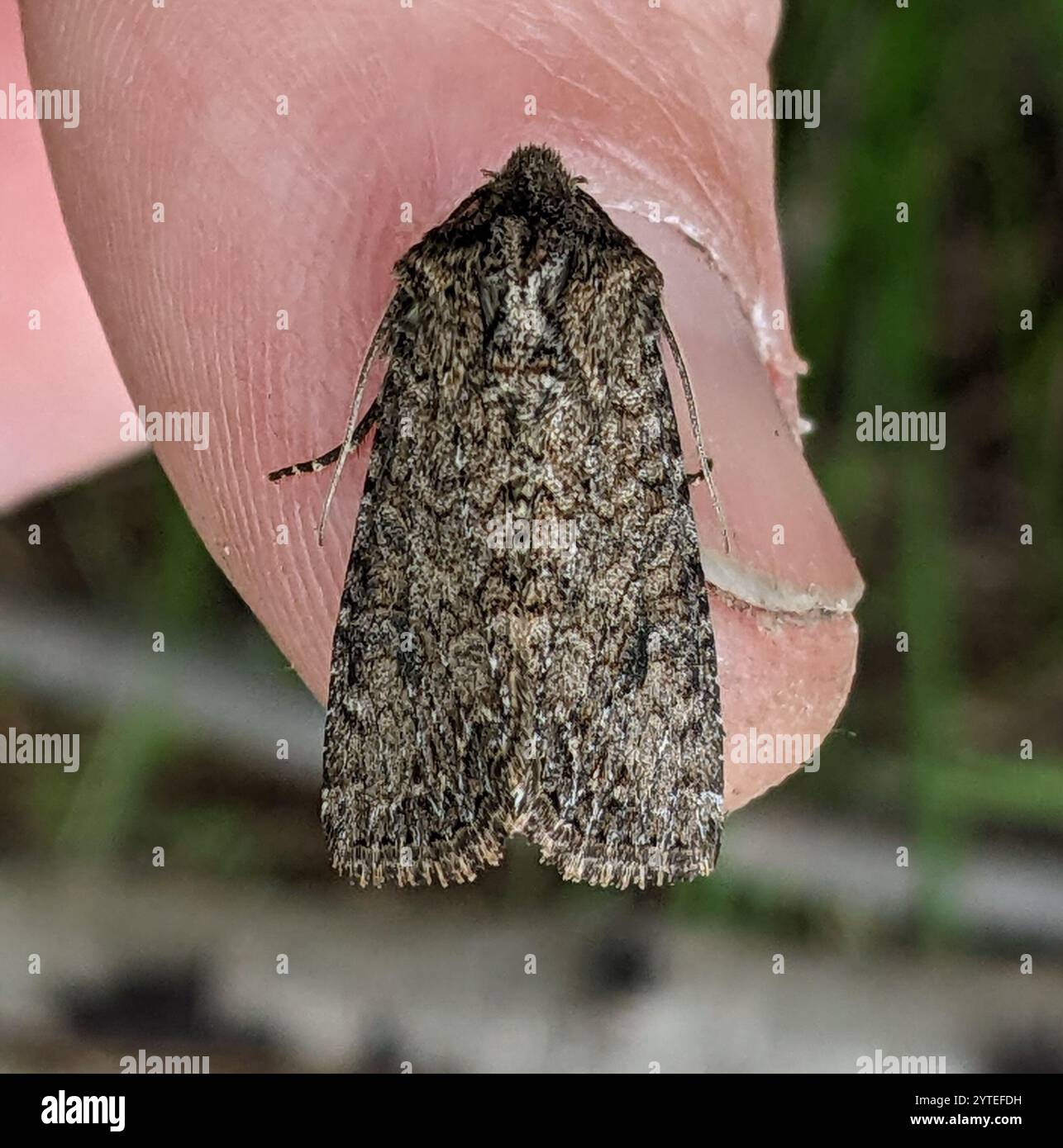 Glassy Cutworm Moth (Apamea devastator Stock Photo - Alamy